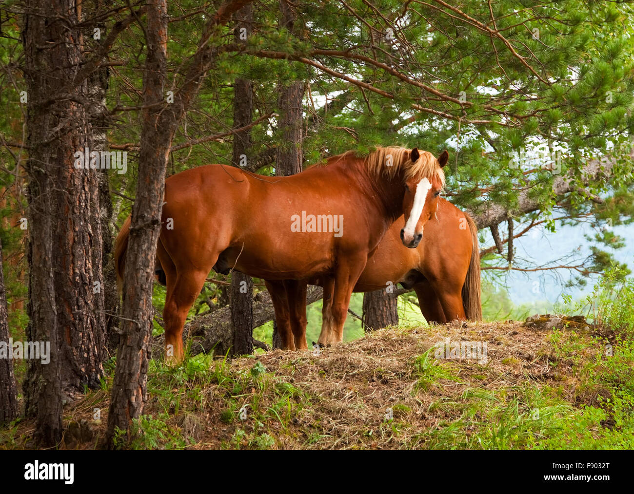 Two horse on top of mountain Stock Photo - Alamy