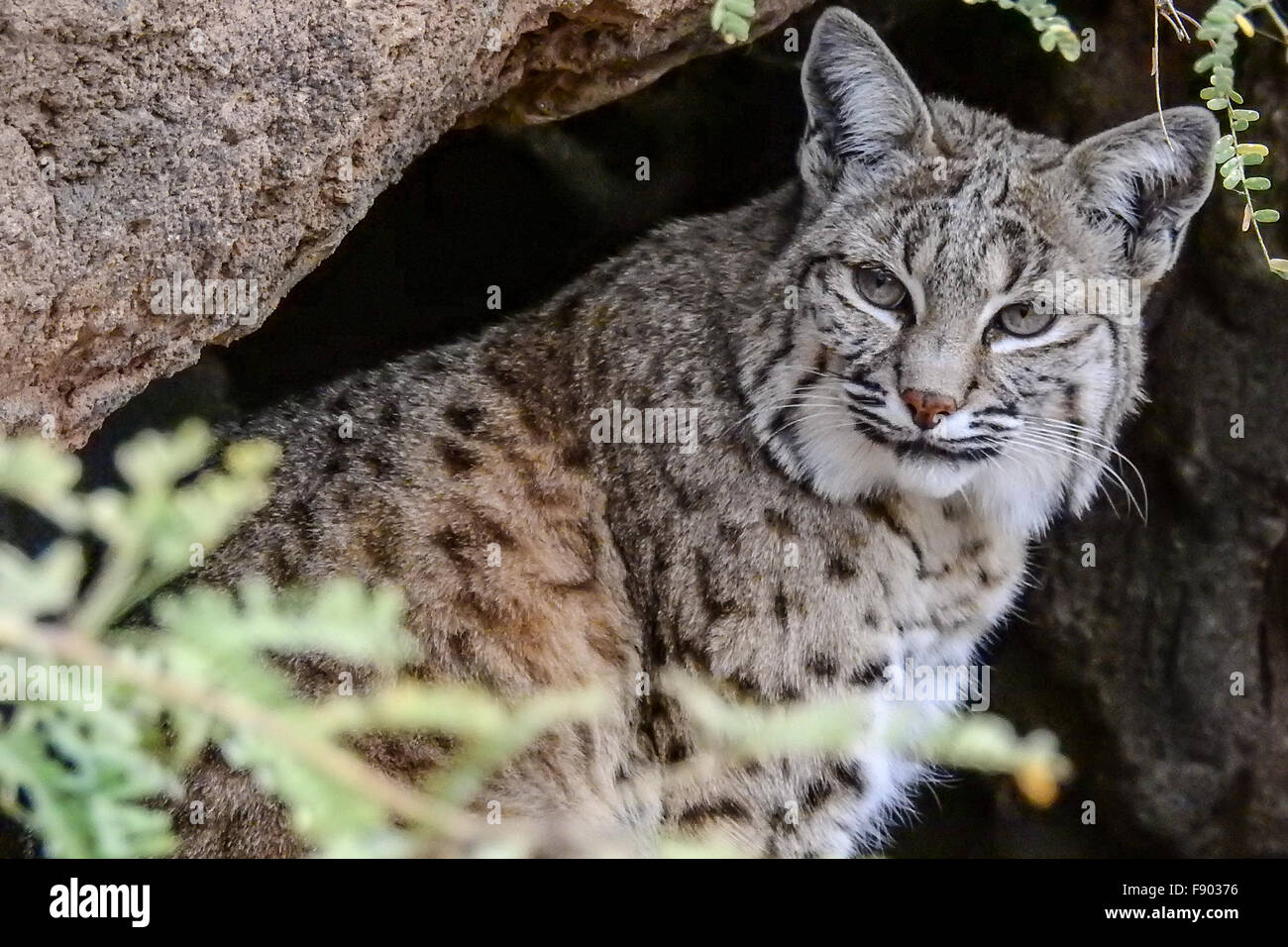 A Bobcat, peeks out from it's hiding place nestled in an alcove Stock ...