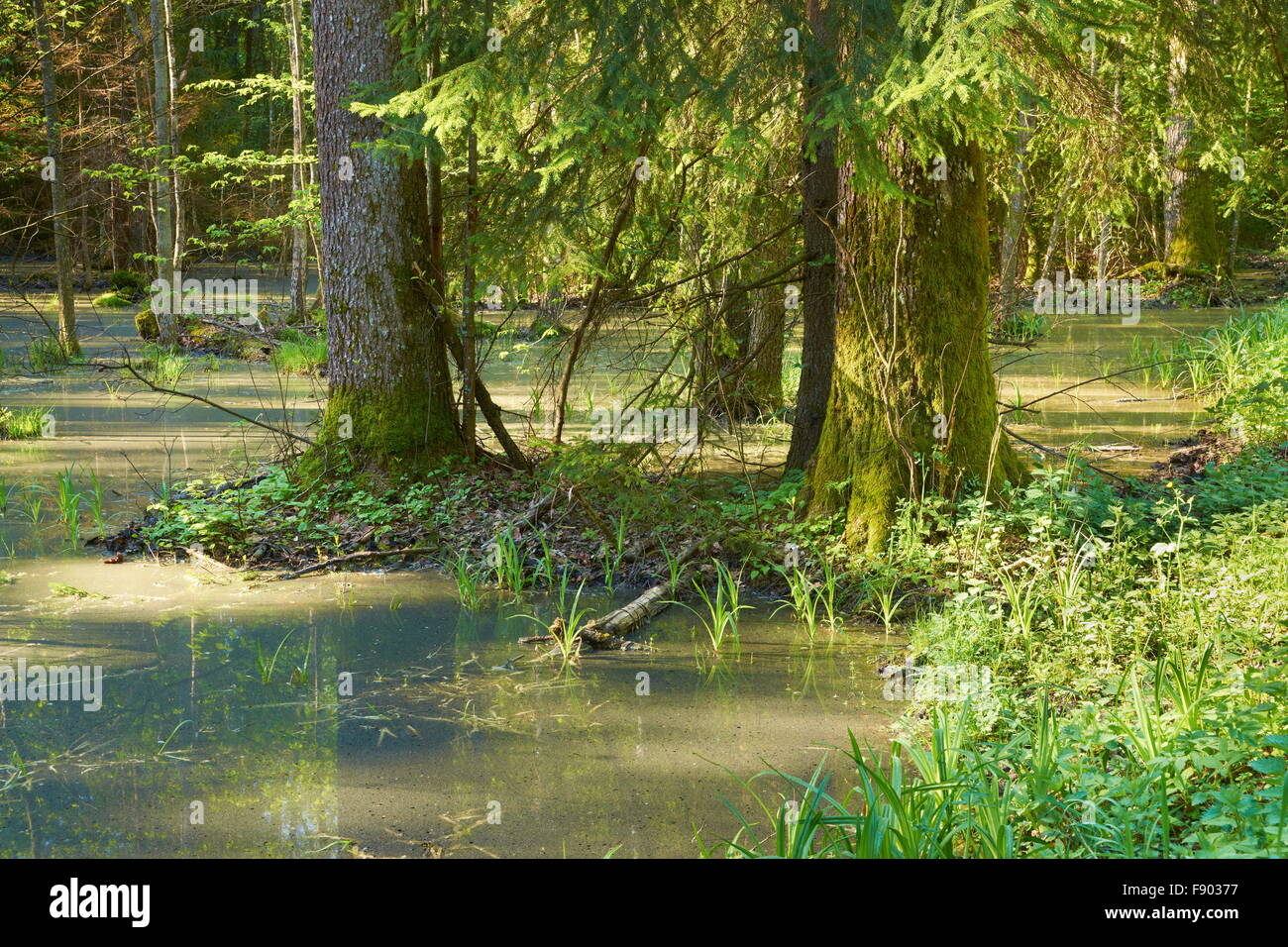 Spring at Bialowieza Forest, Poland Stock Photo - Alamy