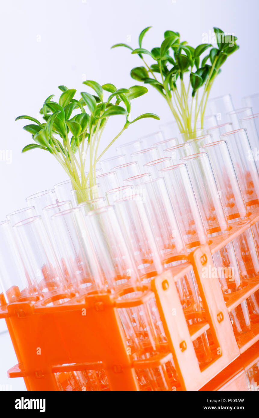Lab experiment with green seedlings Stock Photo - Alamy