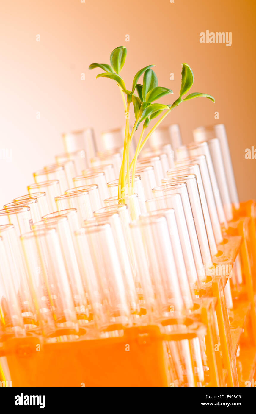 Experiment with green seedlings in the lab Stock Photo - Alamy