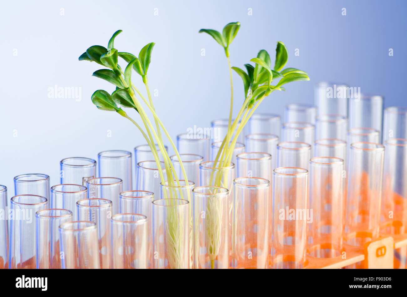 Experiment with green seedlings in the lab Stock Photo - Alamy