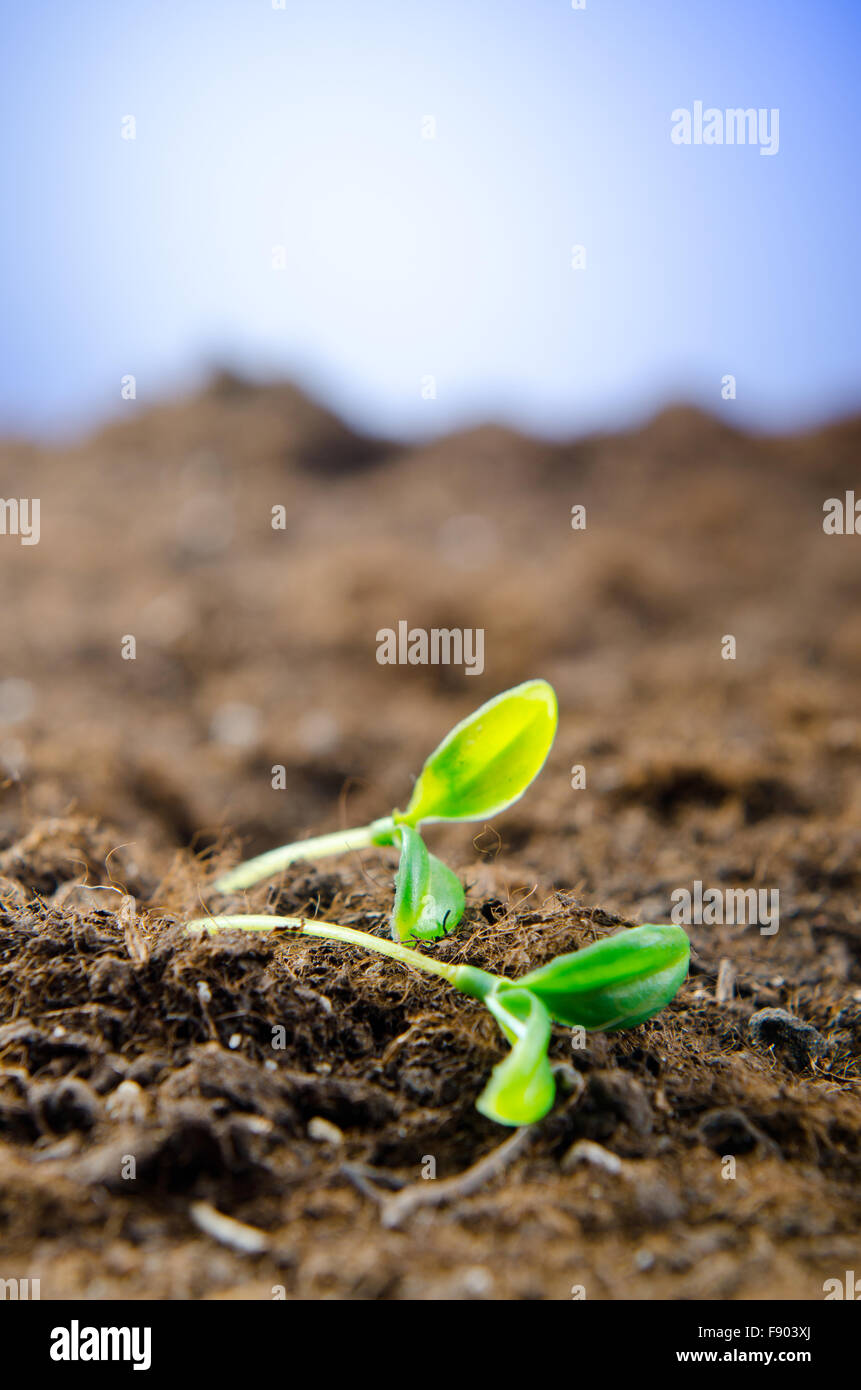 Green seedlings in new life concept Stock Photo - Alamy