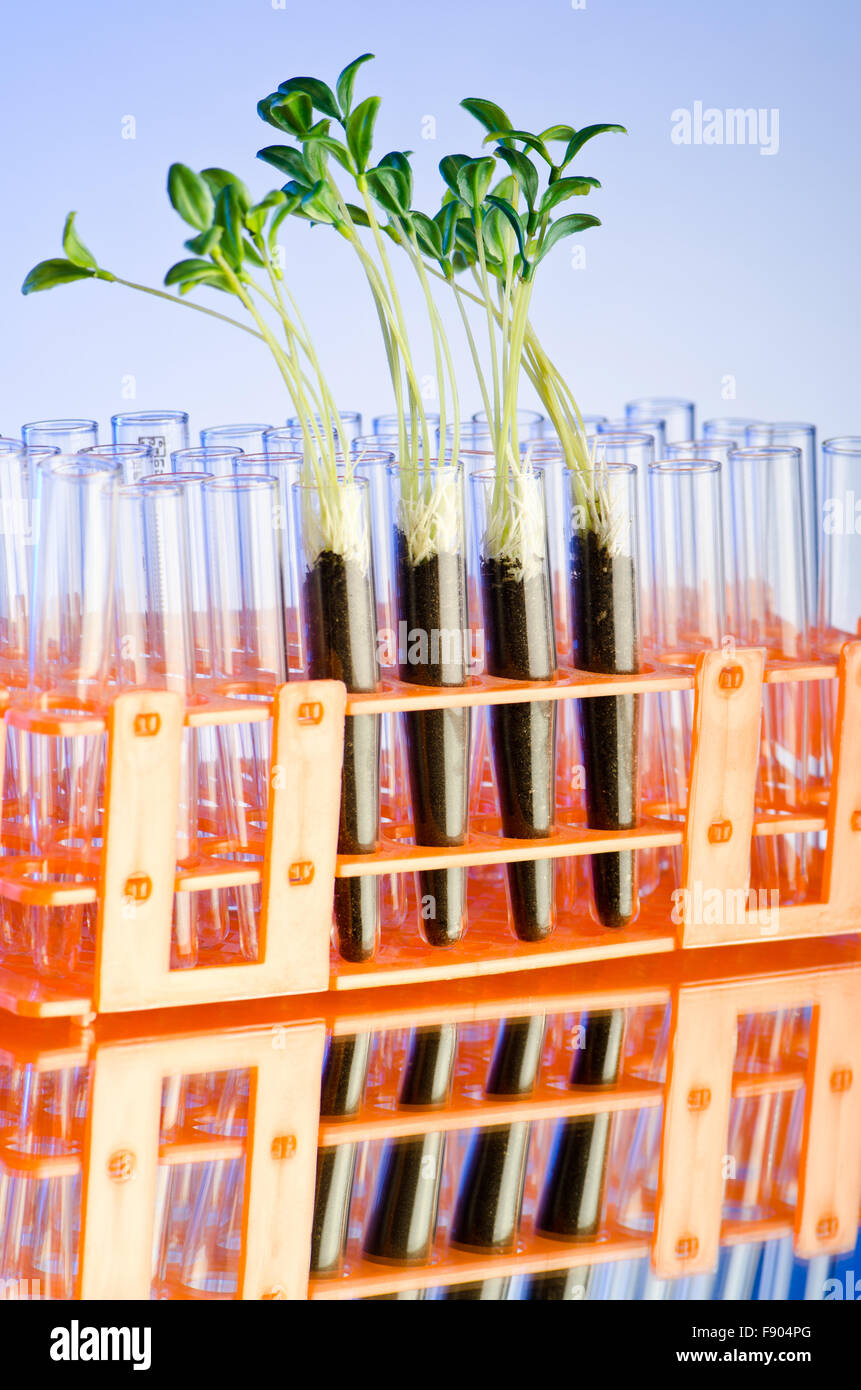 Experiment with green seedlings in the lab Stock Photo - Alamy