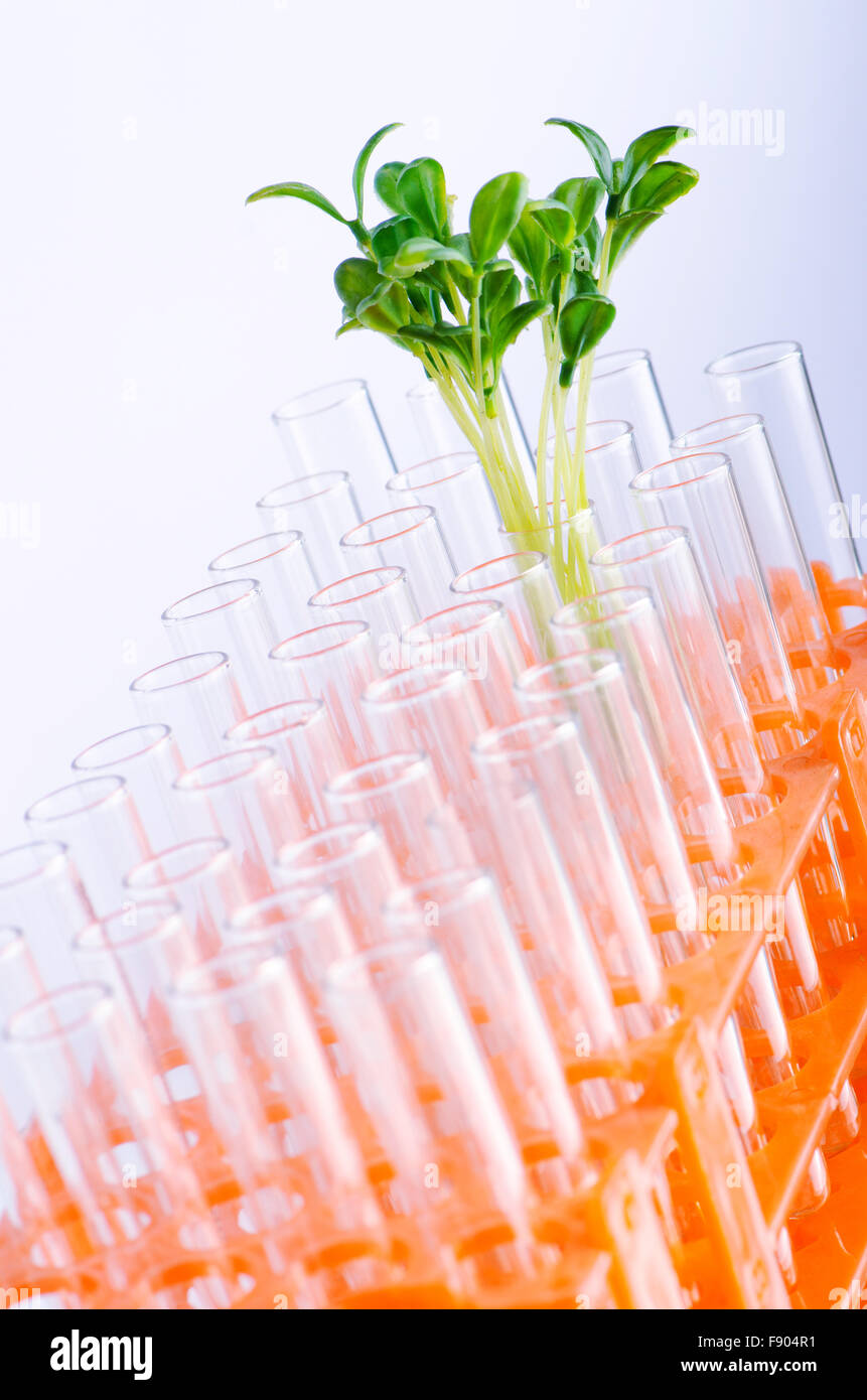 Lab experiment with green seedlings Stock Photo - Alamy
