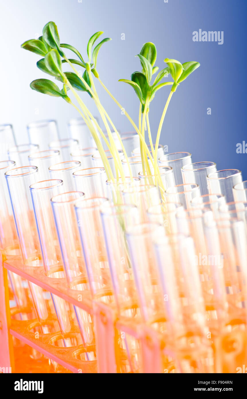 Experiment with green seedlings in the lab Stock Photo - Alamy