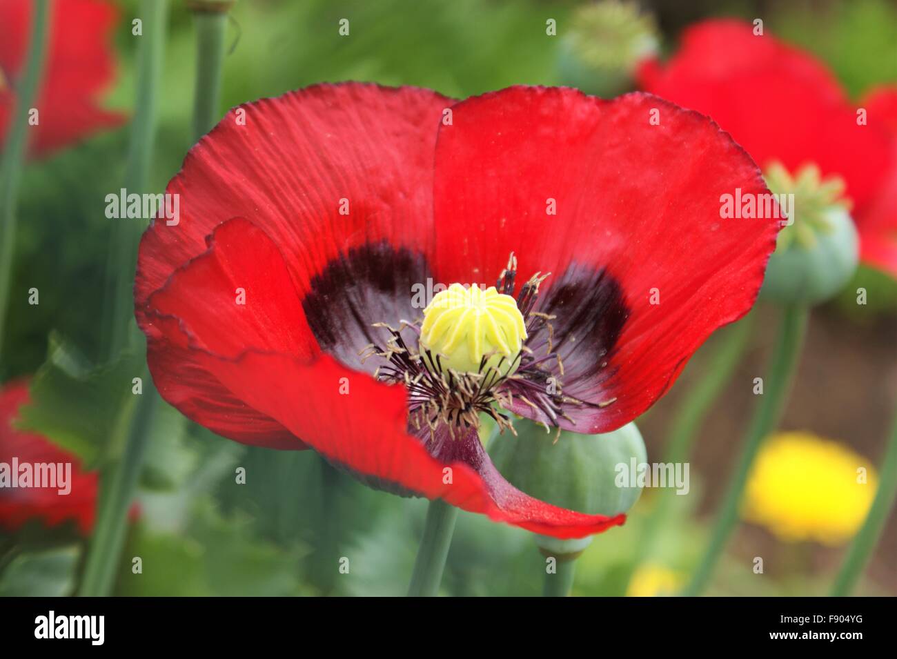 closeup scarlet poppy Stock Photo - Alamy