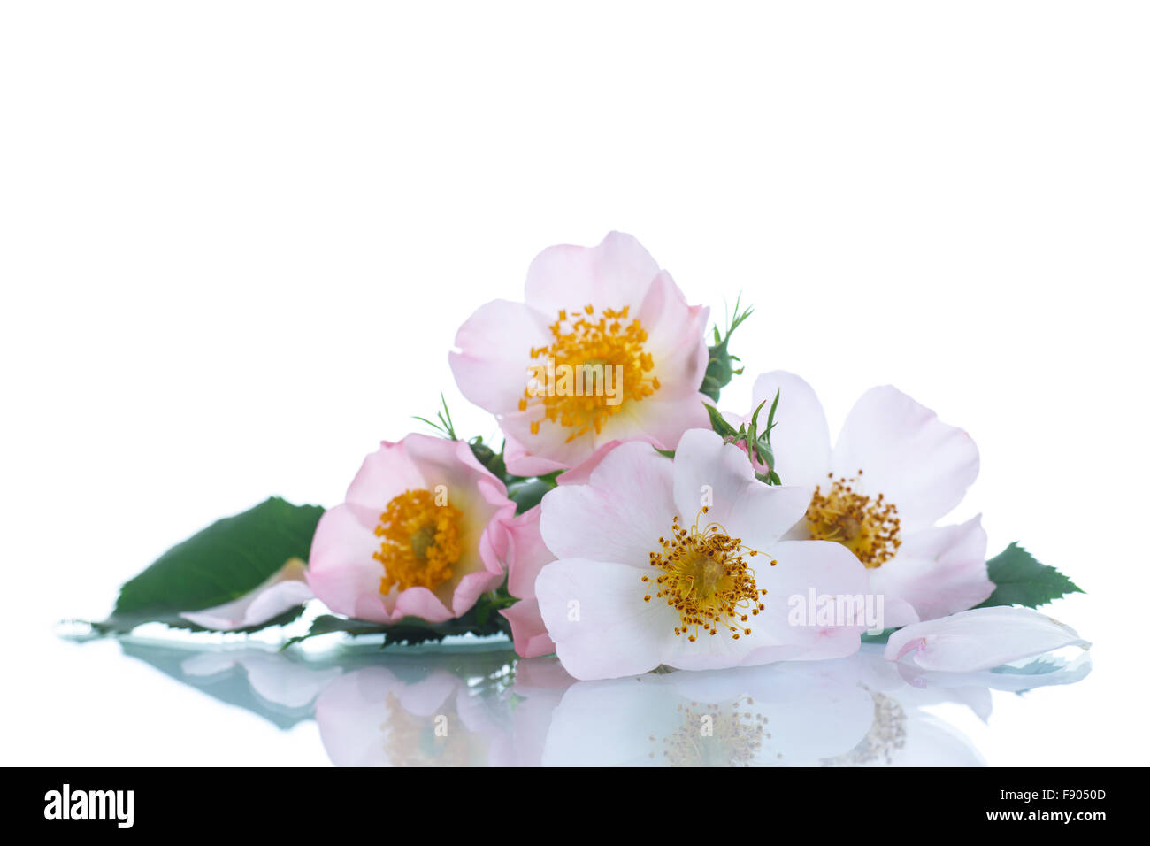 Beautiful bouquet wild roses hi-res stock photography and images - Alamy