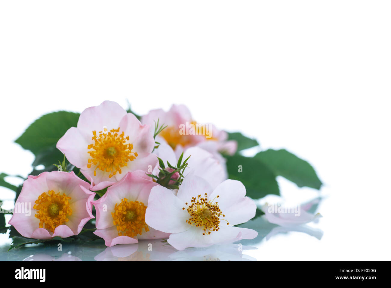 bouquet of beautiful wild roses Stock Photo - Alamy
