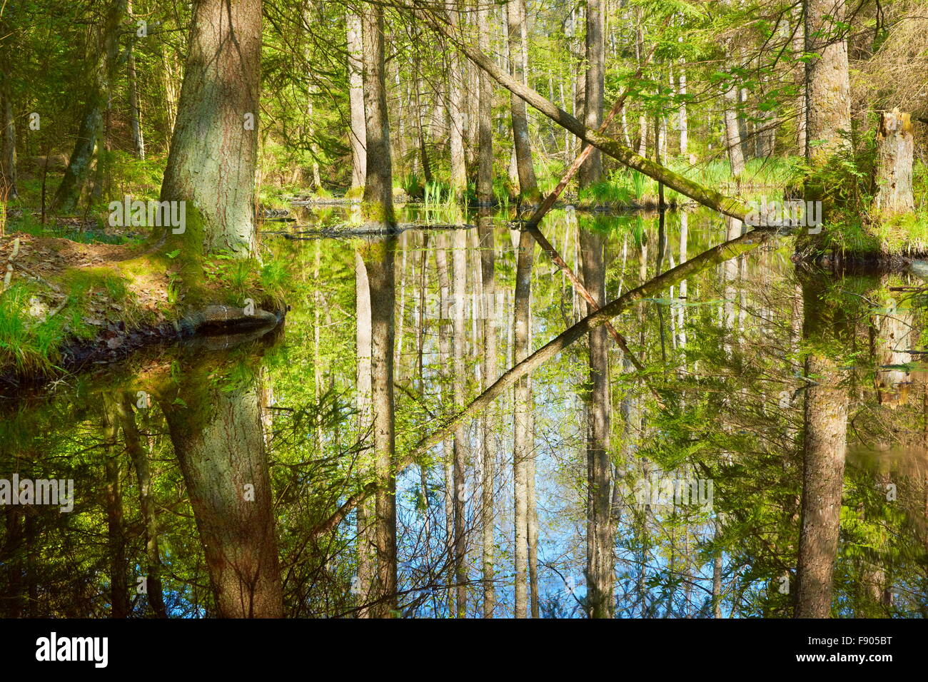 Bialowieza Forest at spring time, Poland Stock Photo - Alamy