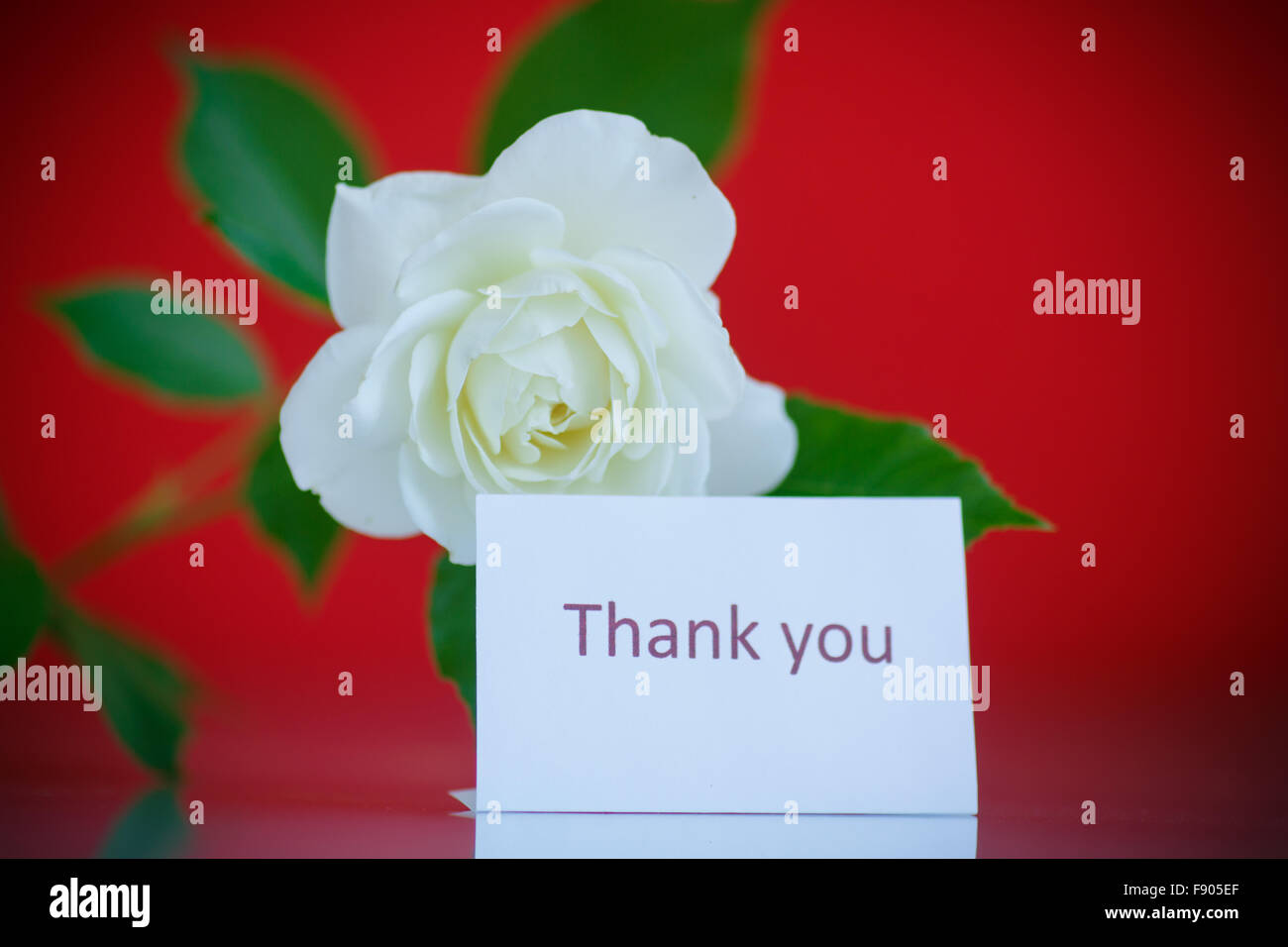 Congratulations with one rose hi-res stock photography and images - Alamy