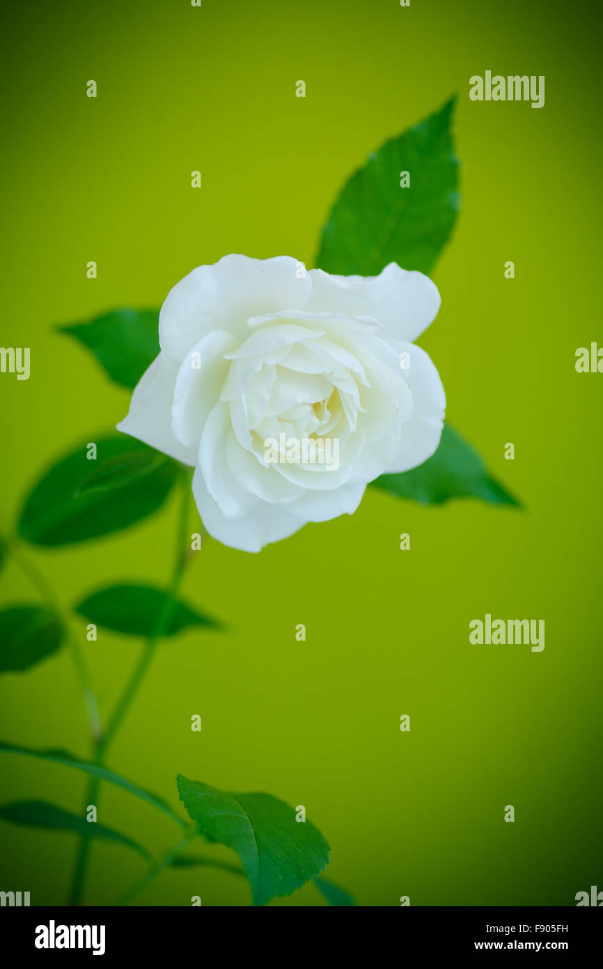 white beautiful rose Stock Photo - Alamy