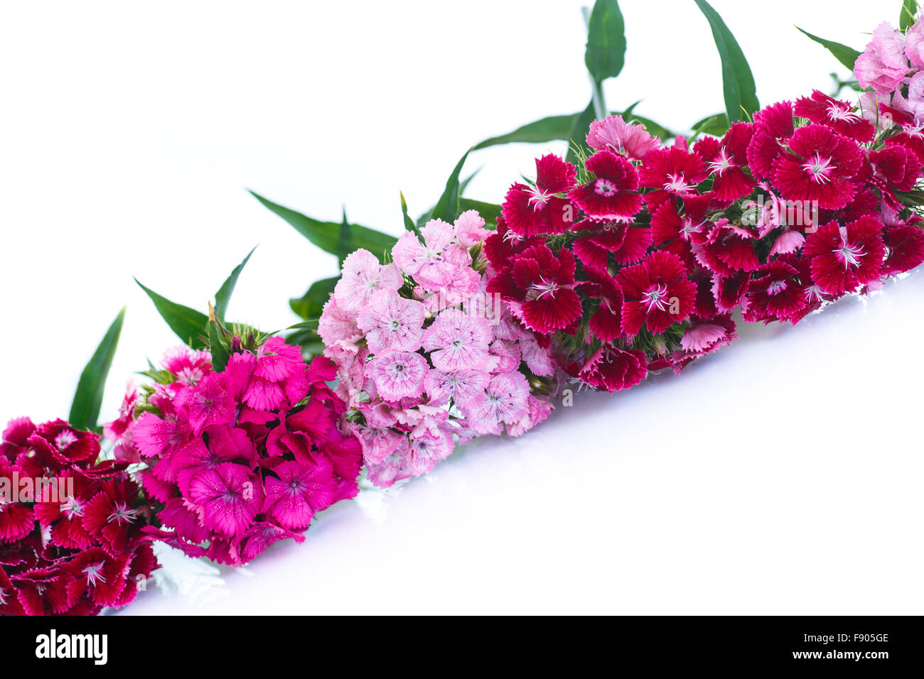 bright bouquet of carnations Stock Photo - Alamy