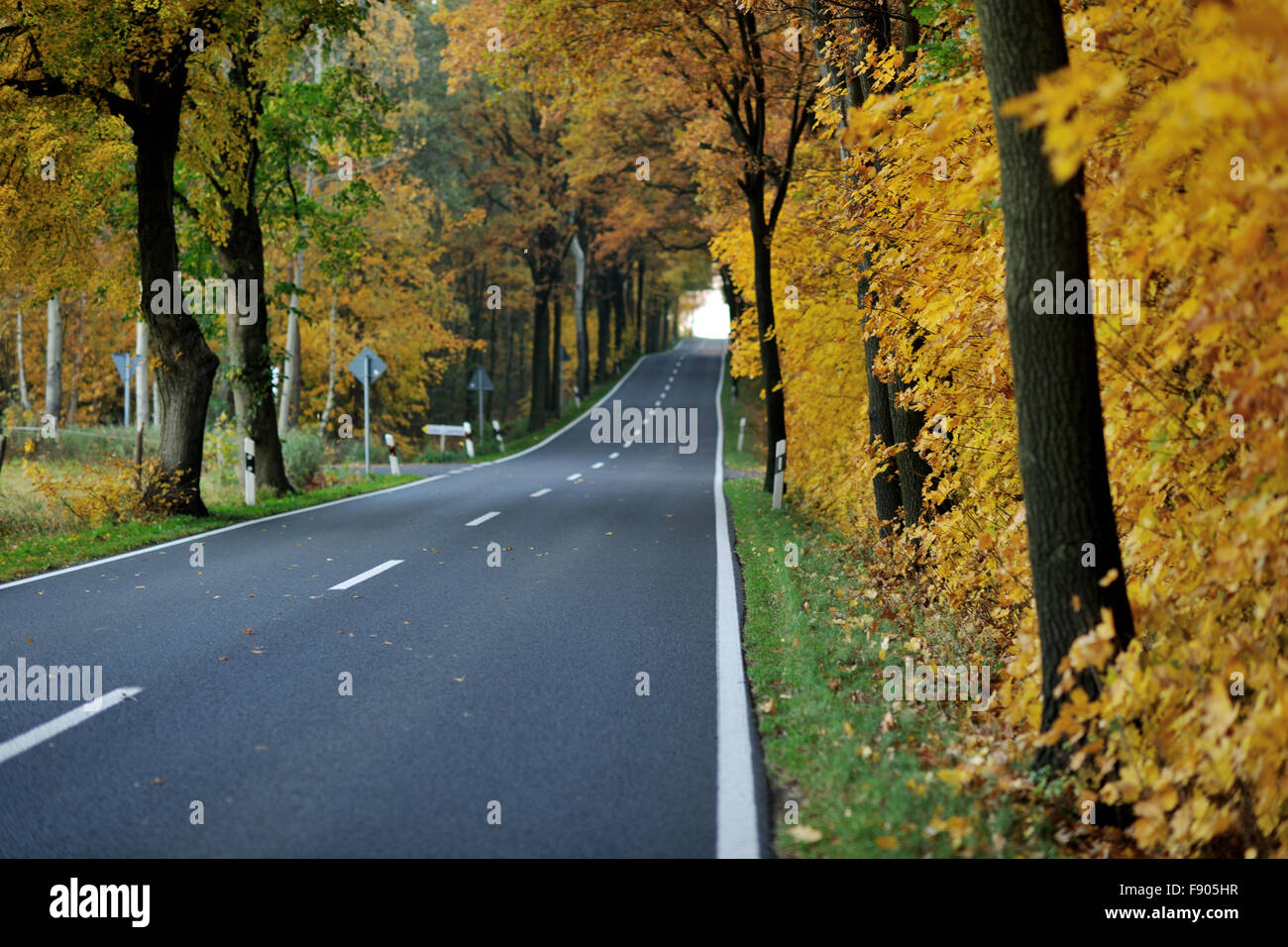 country road at autumn season with bright orange colors at morning ...