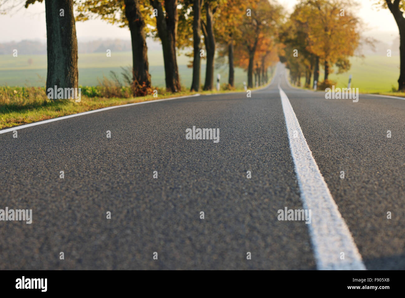 country road at autumn season with bright orange colors at morning ...