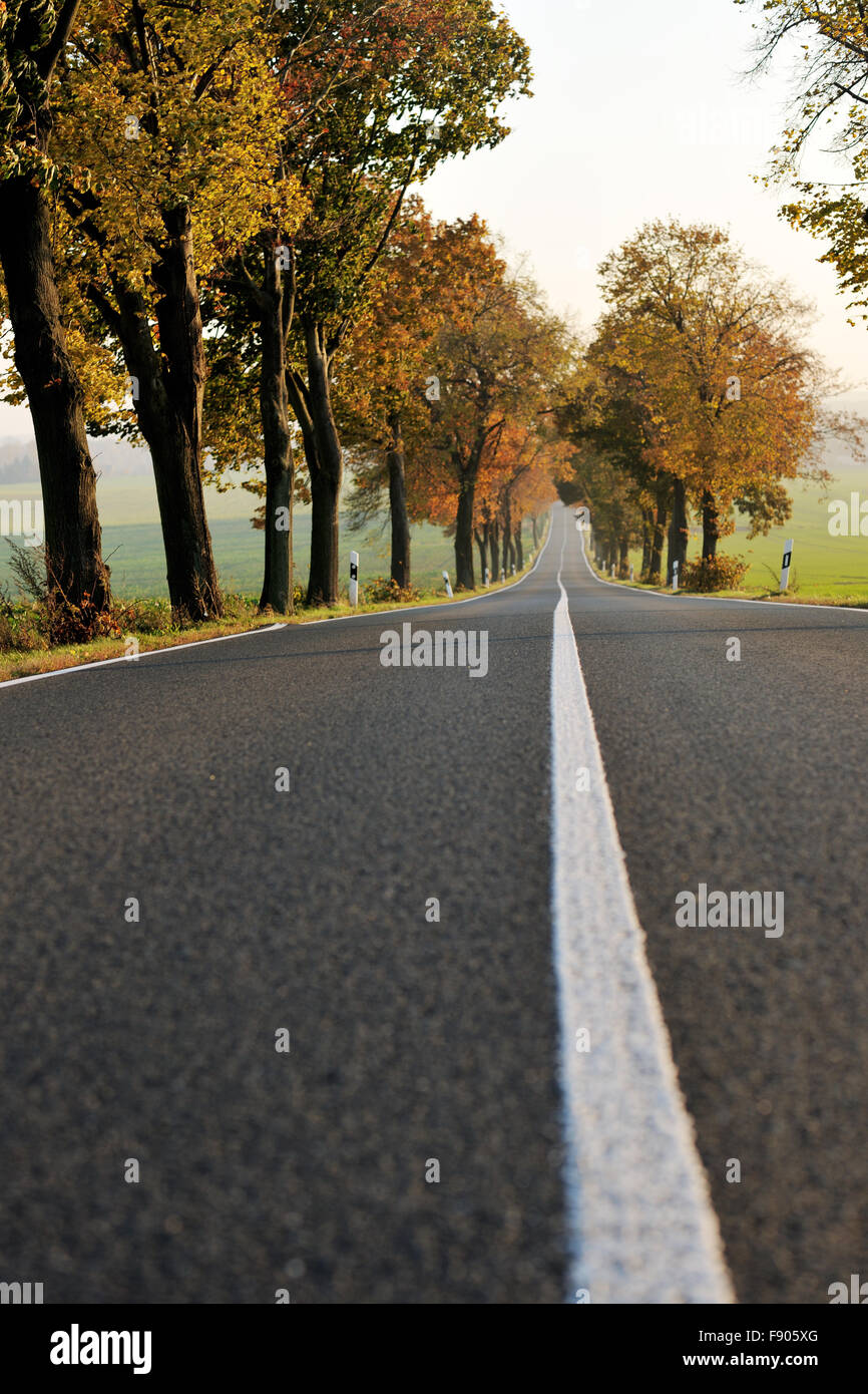 country road at autumn season with bright orange colors at morning ...