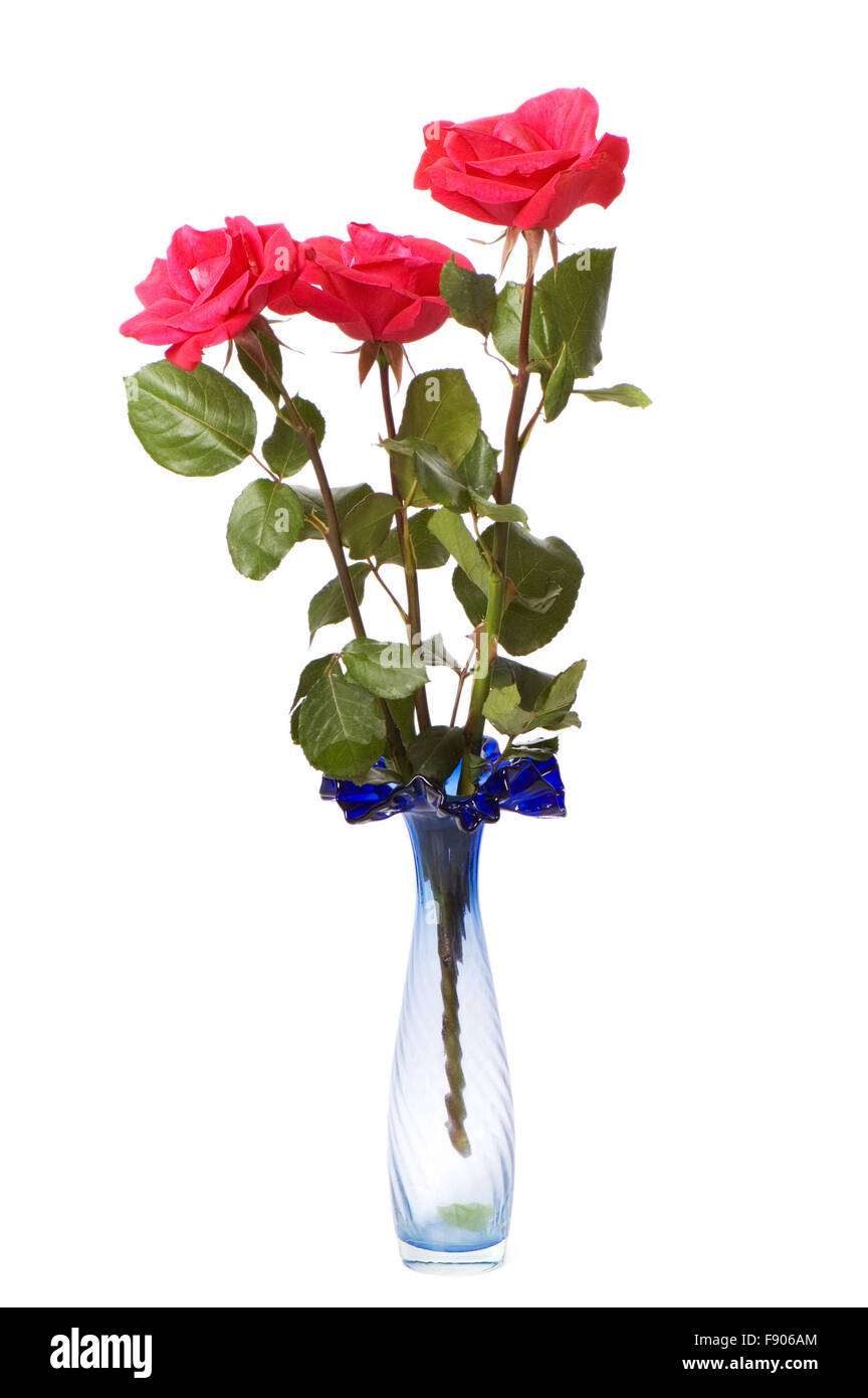 Three red roses isolated on the white Stock Photo - Alamy