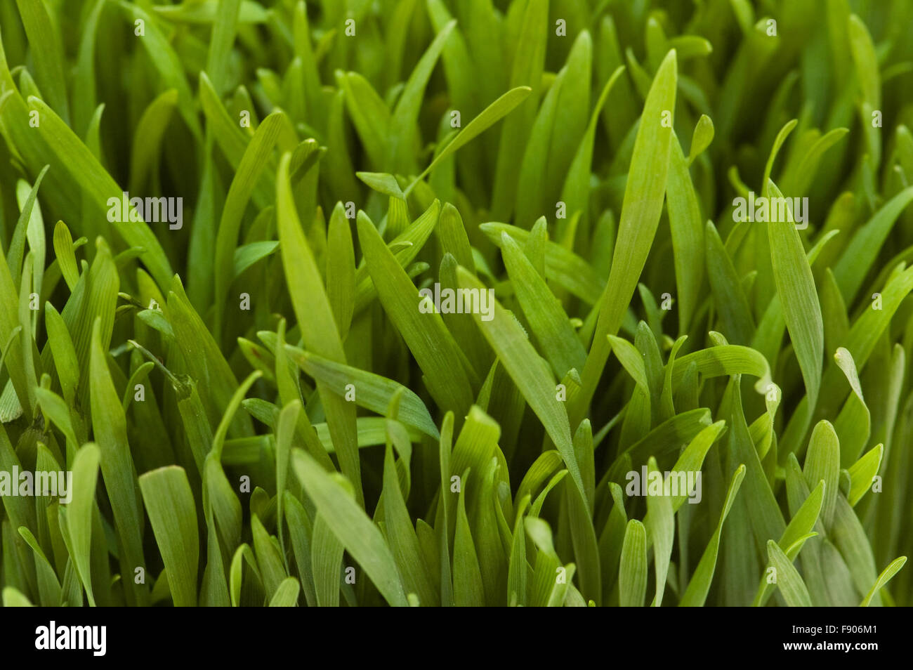 Extreme close up of fresh grass blades Stock Photo - Alamy