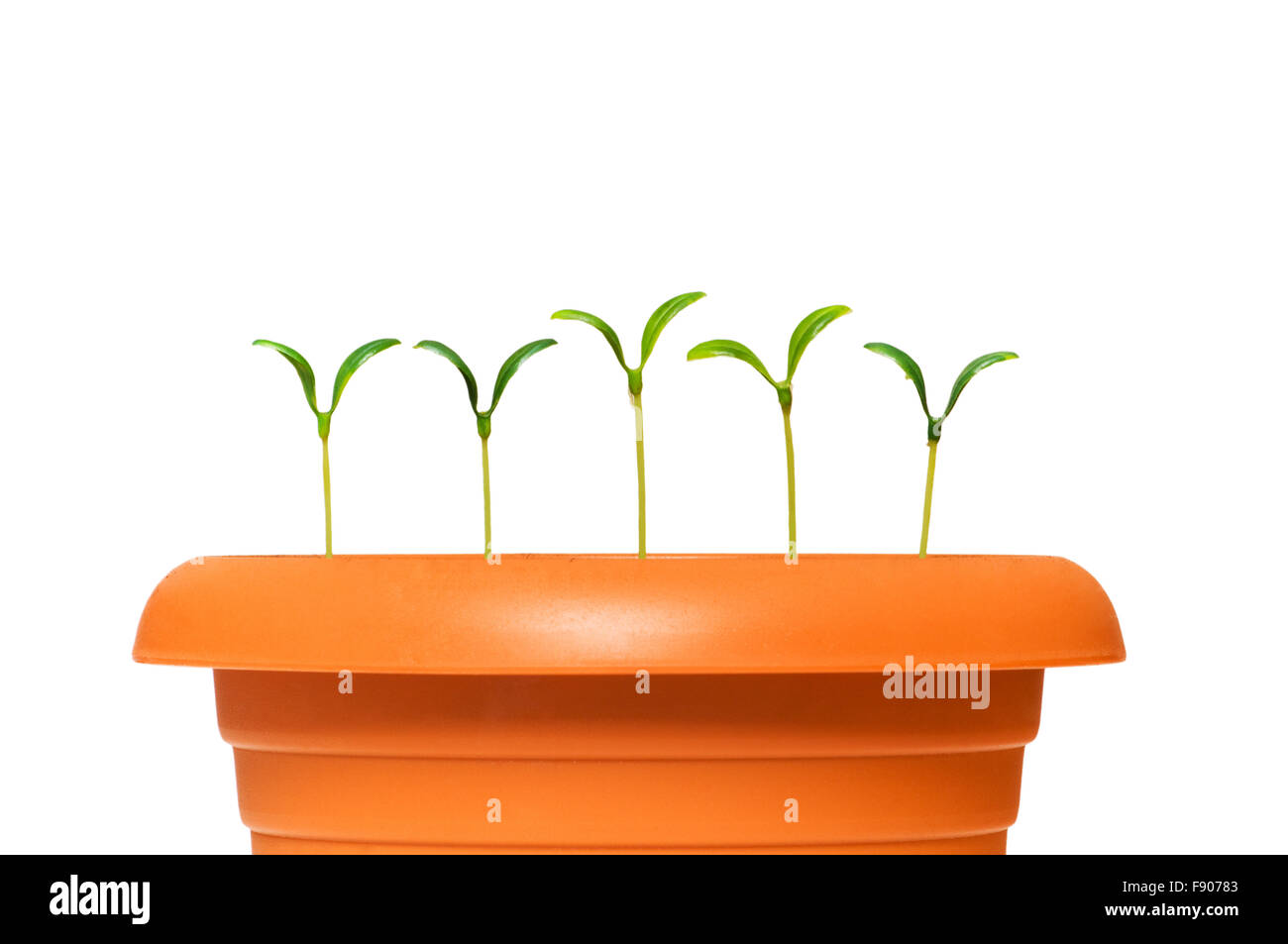 Green saplings growing in the clay pot Stock Photo - Alamy