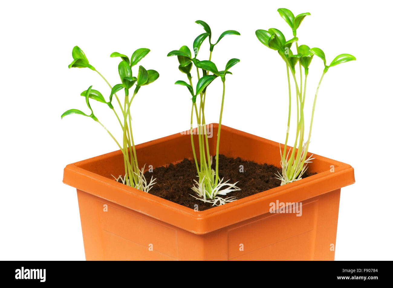 Green saplings growing in the clay pot Stock Photo - Alamy