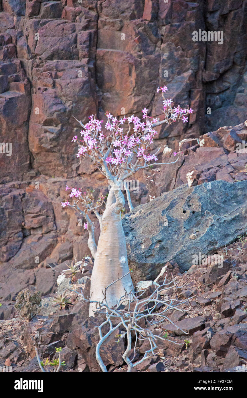 Socotra island plants hi-res stock photography and images - Alamy