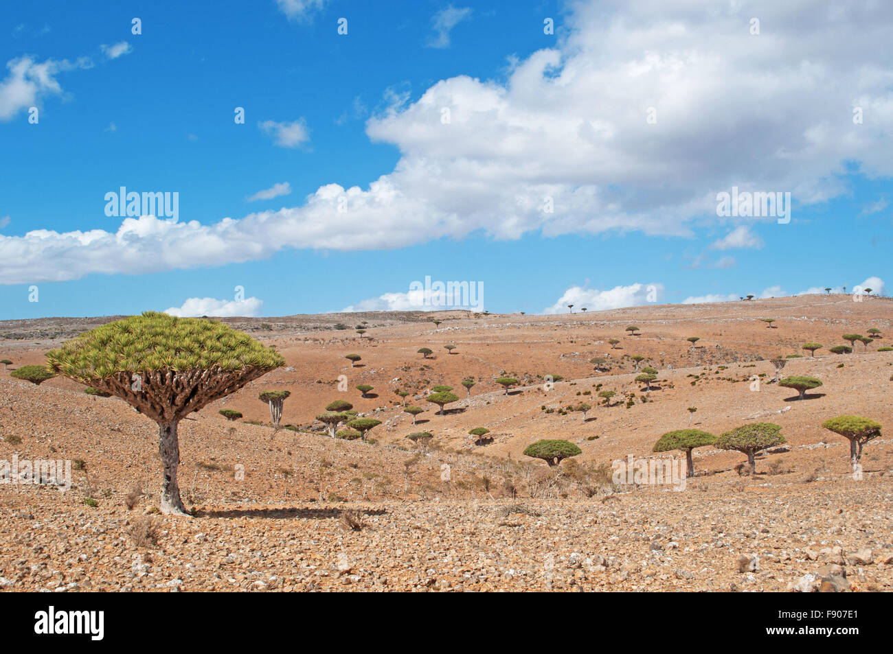 Yemen, Middle East: red rocks, desert and the Dragon Blood trees forest ...