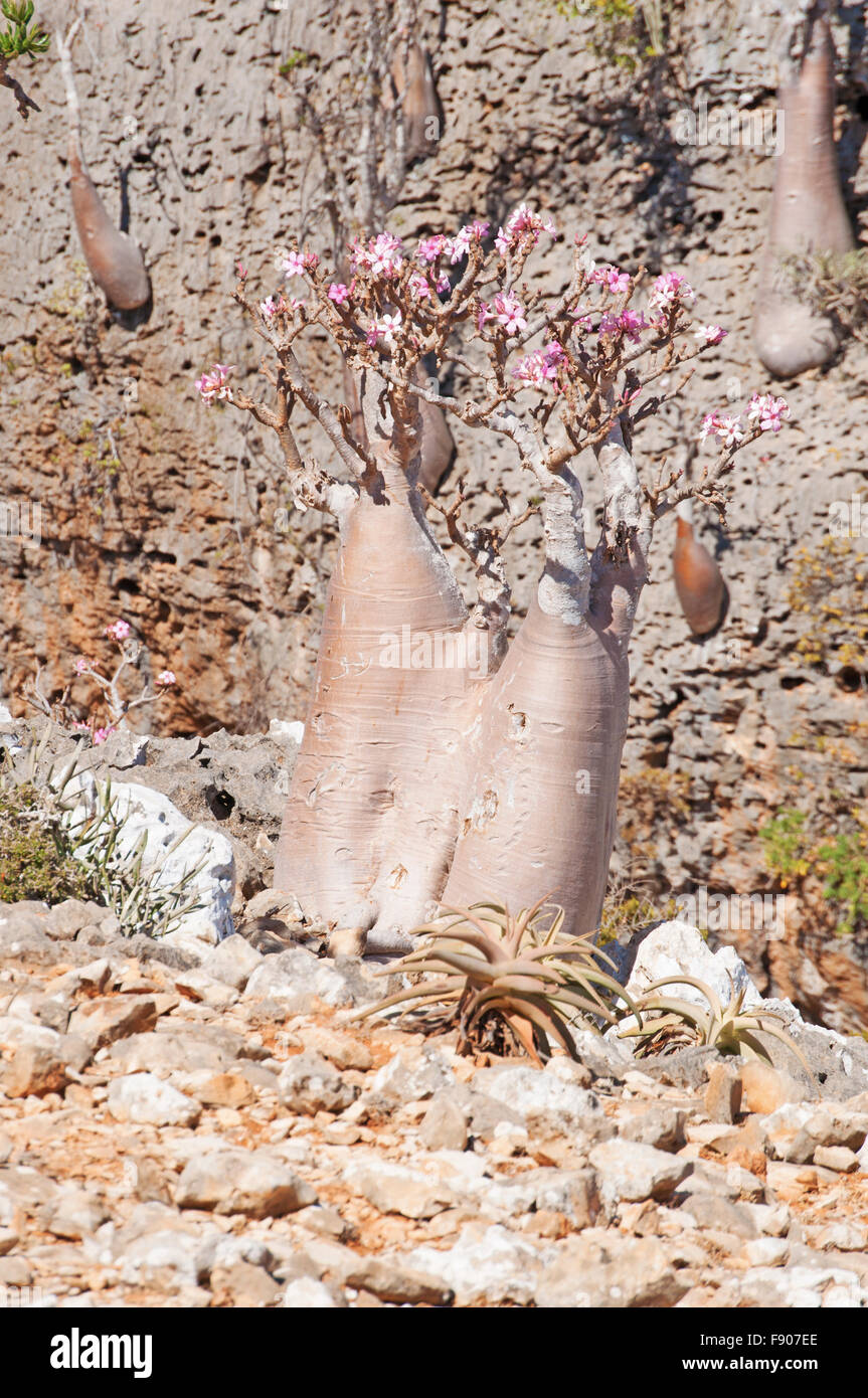 Bottle trees in the protected area of Dixam Plateau, Gulf of Aden ...