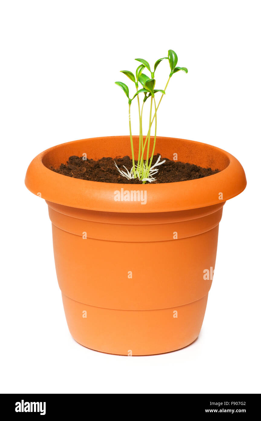 Green saplings growing in the clay pot Stock Photo - Alamy