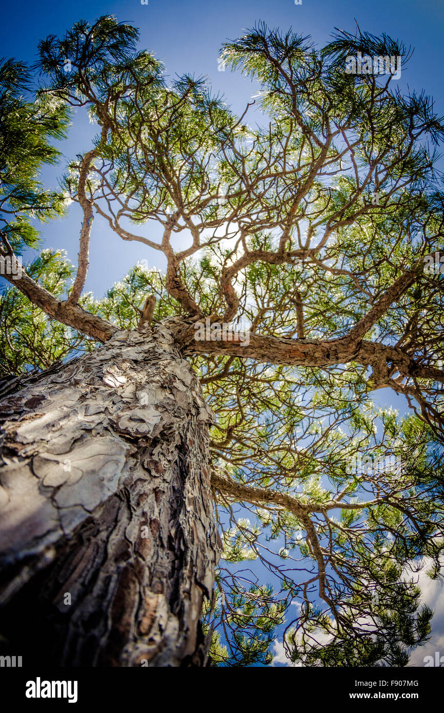 Pine tree bottom view Stock Photo - Alamy
