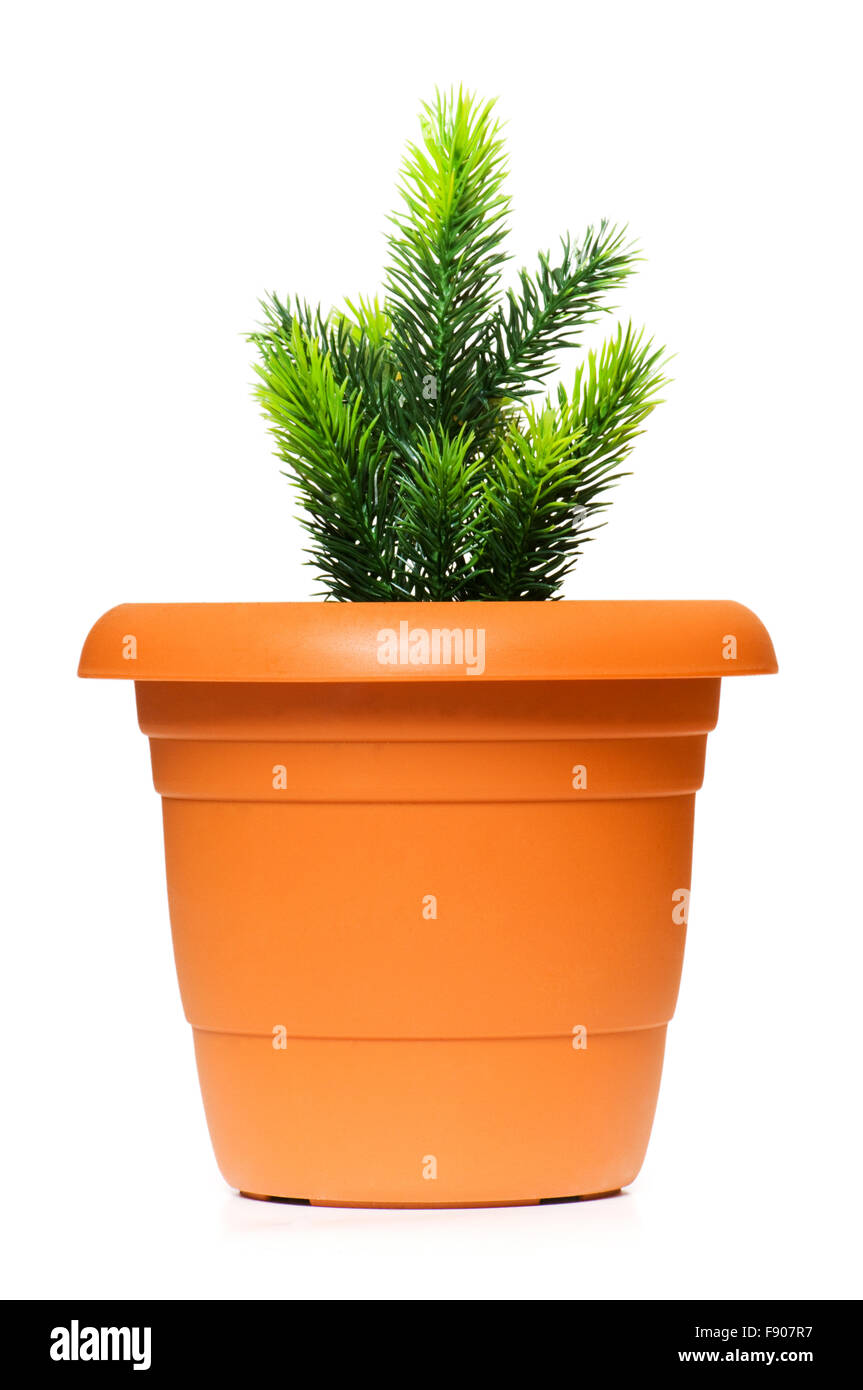 Green saplings growing in the clay pot Stock Photo - Alamy