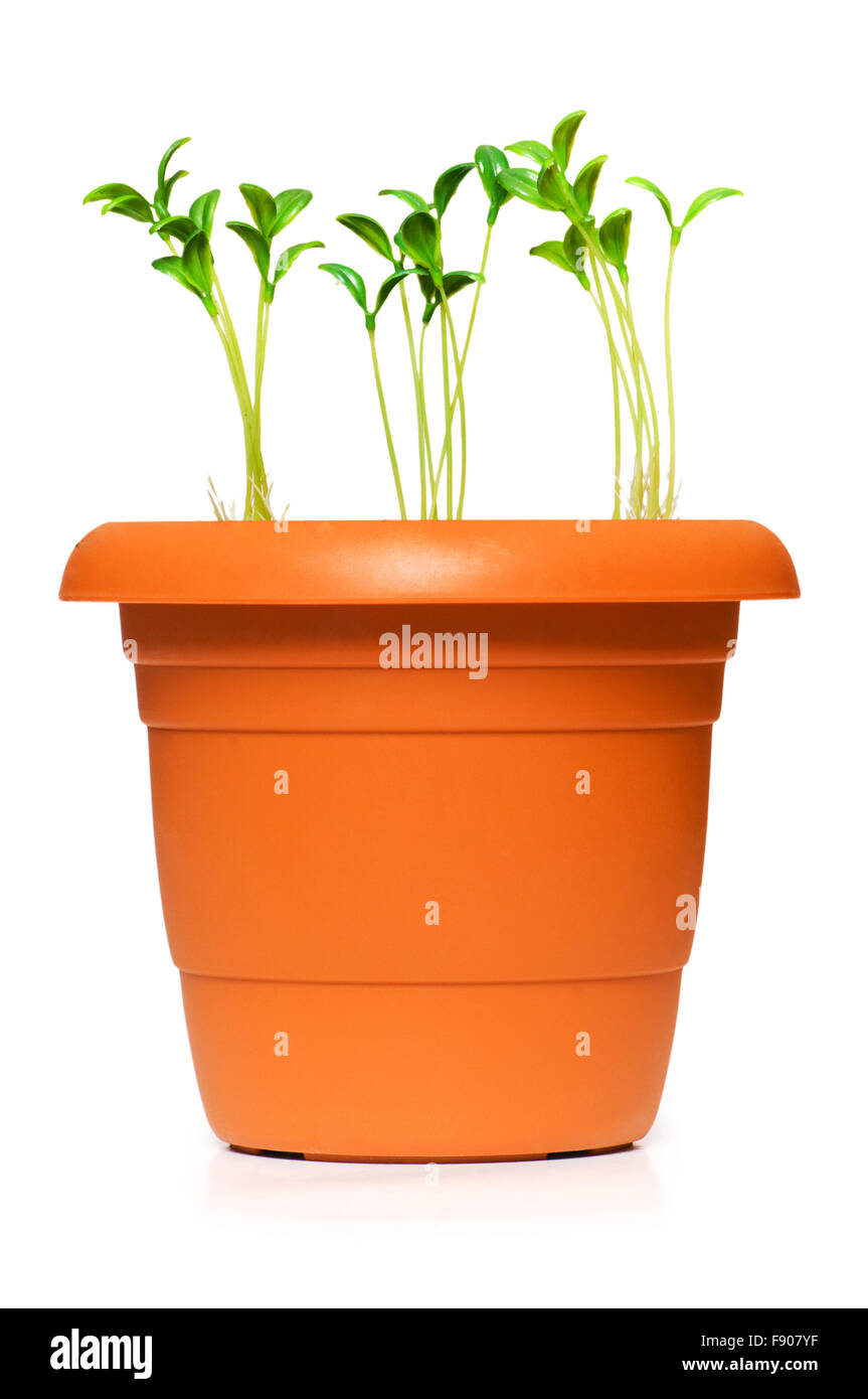 Green saplings growing in the clay pot Stock Photo - Alamy