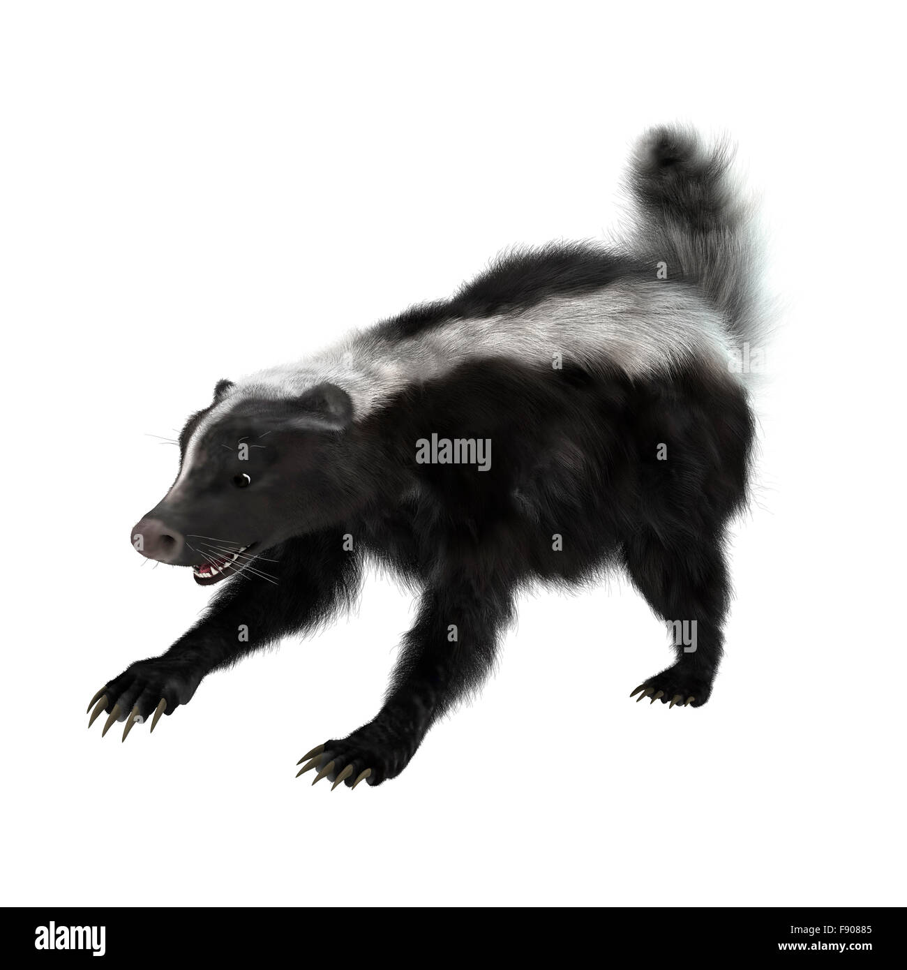 3D digital render of a striped skunk or Mephitis mephitis isolated on ...