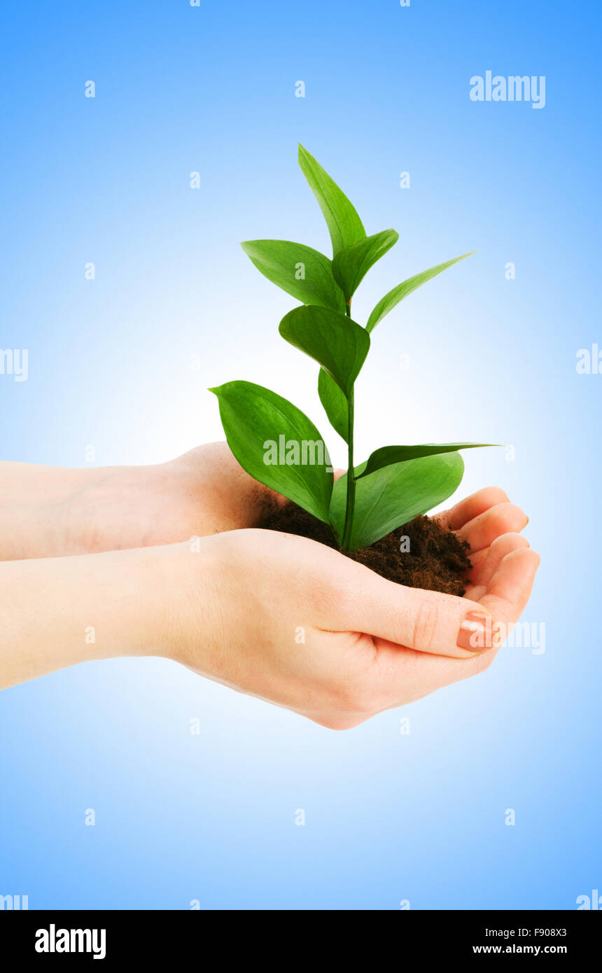 Green seedling in hand isolated on white Stock Photo - Alamy