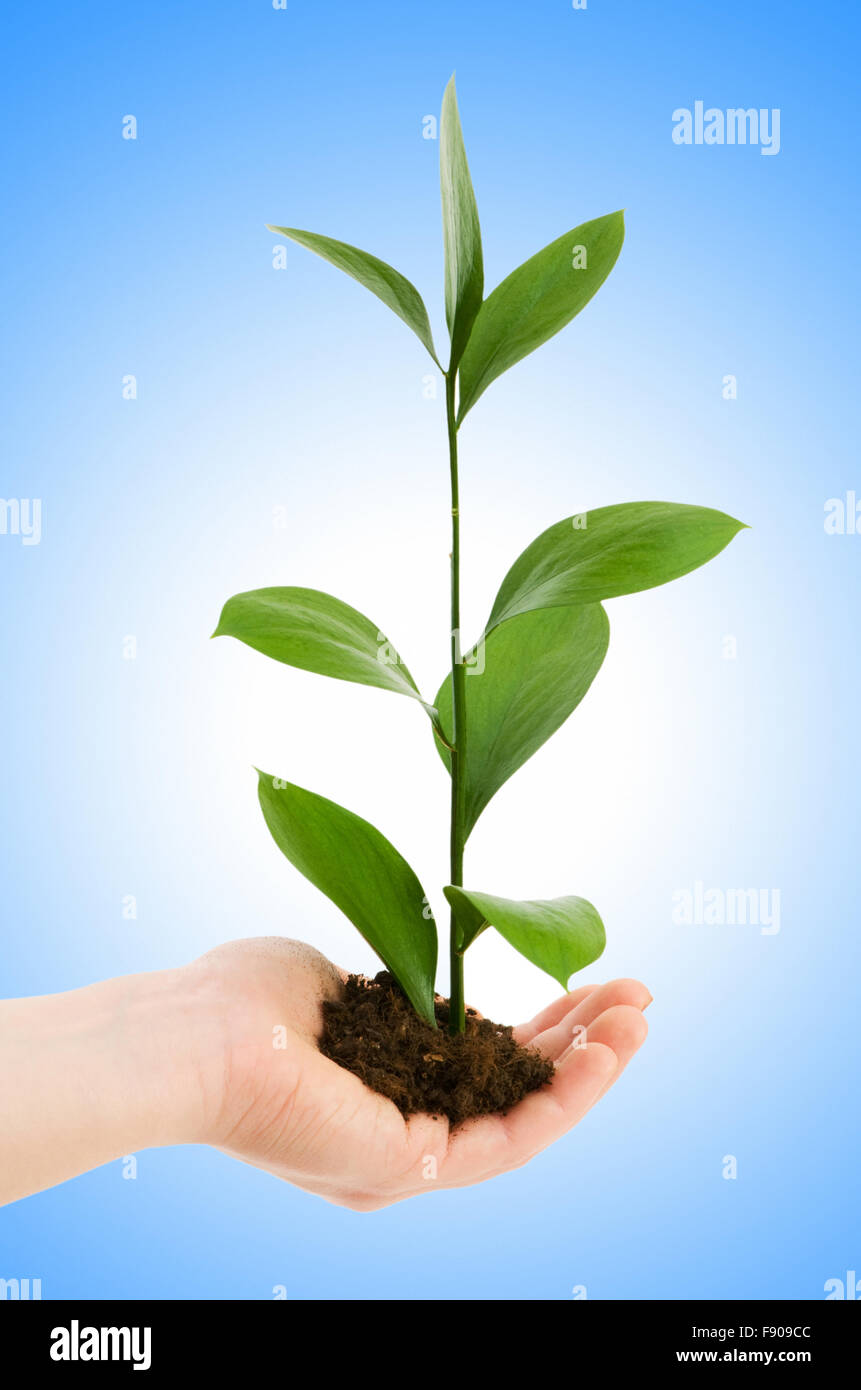 Green seedling in hand isolated on white Stock Photo - Alamy