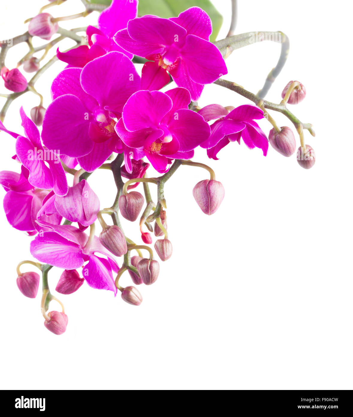 Bunch of violet orchids Stock Photo - Alamy