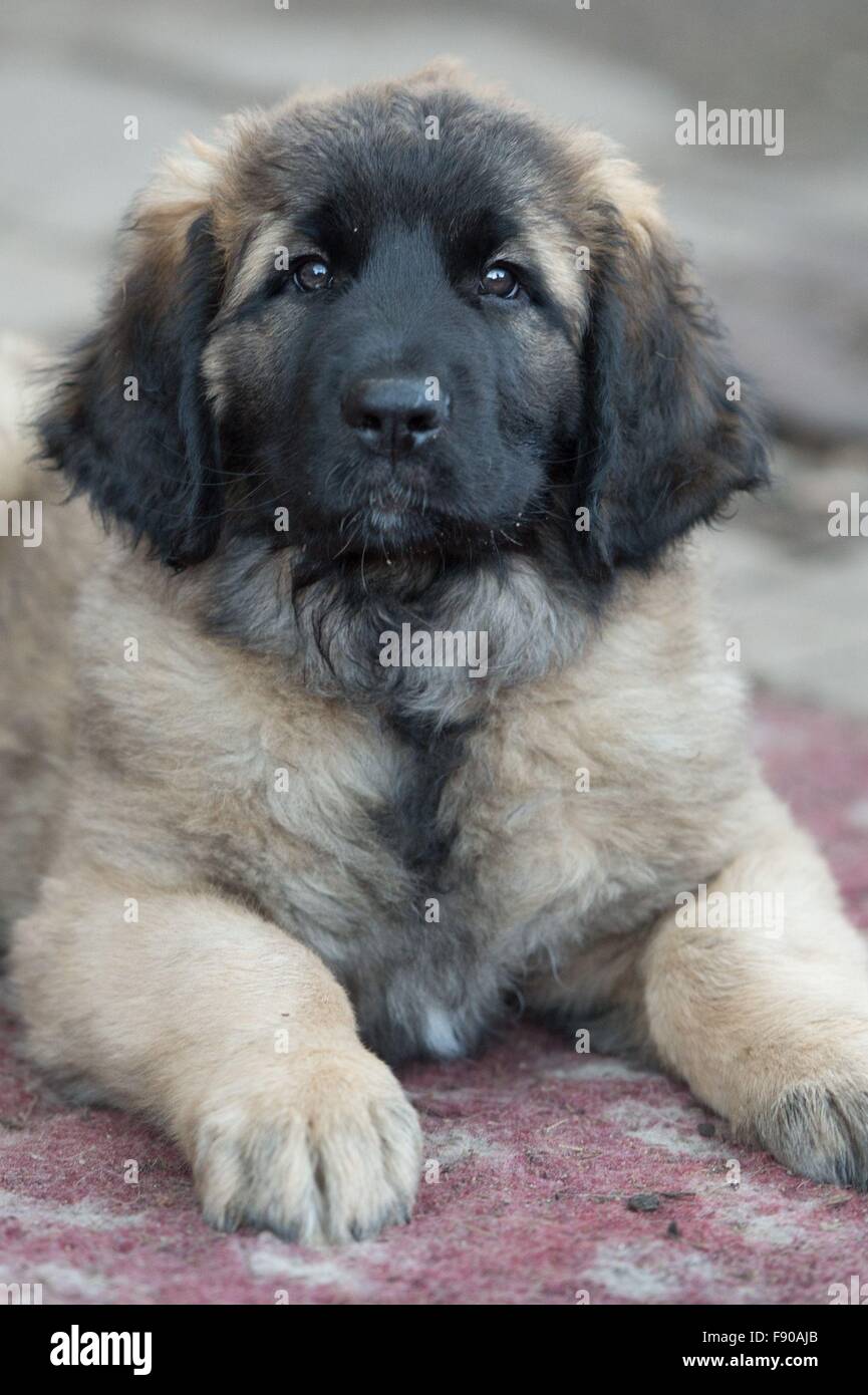 A Leonberger dog puppy pictured in Pirna, Germany, 10 December 2015. A ...