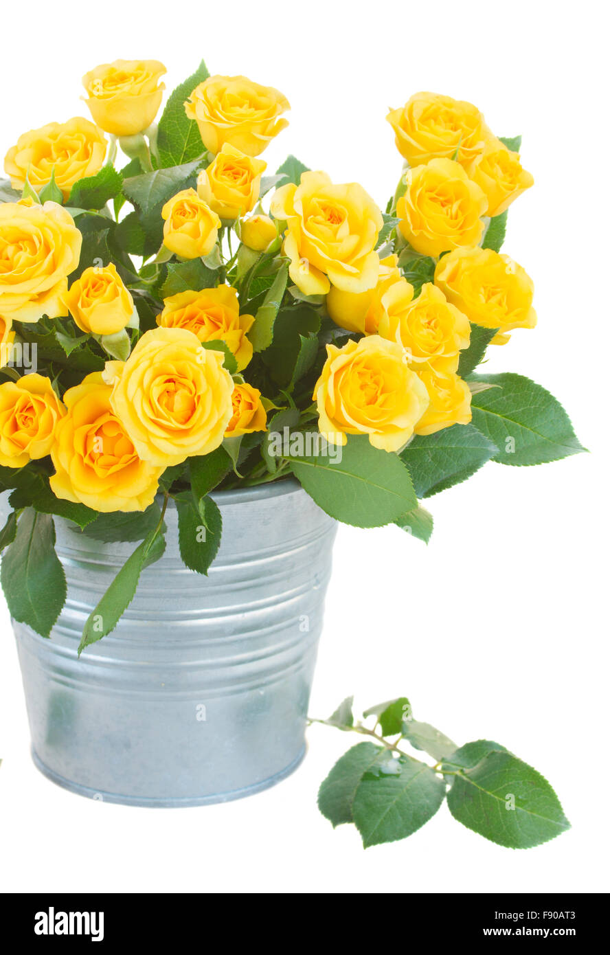 bouquet of fresh roses Stock Photo - Alamy