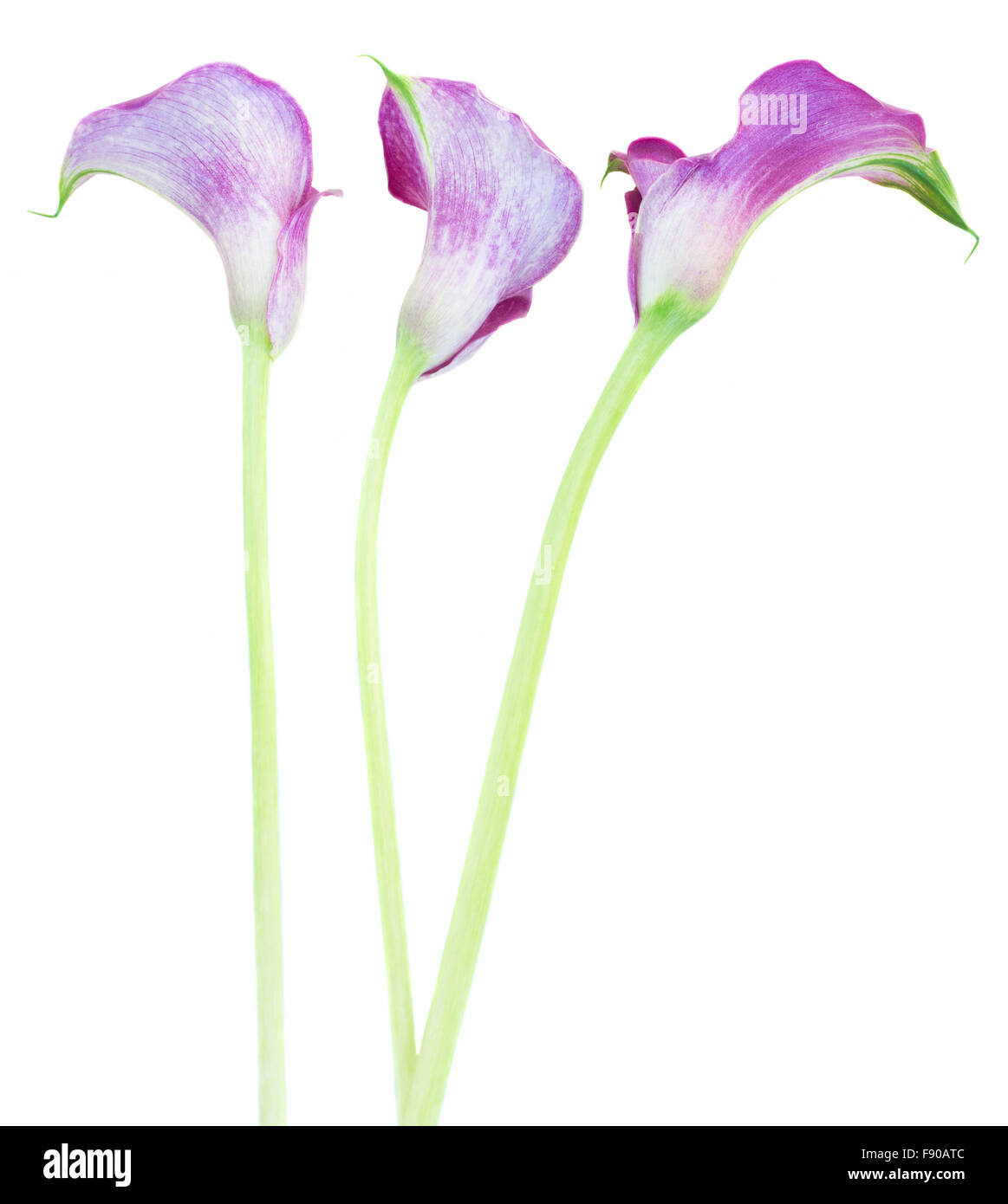 Three purple calla lilies hi-res stock photography and images - Alamy
