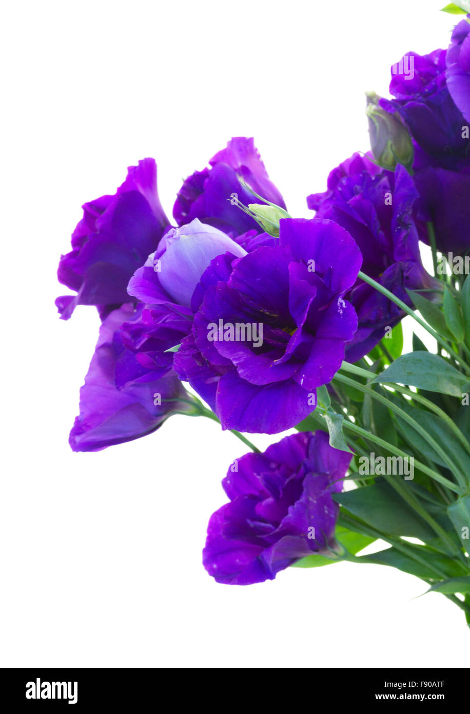 bouquet of violet eustoma flowers Stock Photo - Alamy