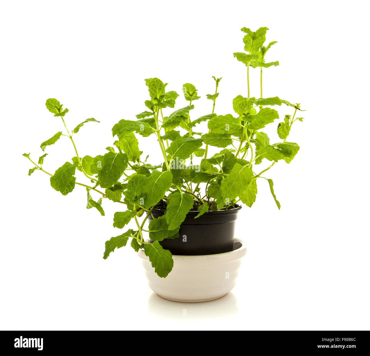 Mint plant pot cut out hi-res stock photography and images - Alamy