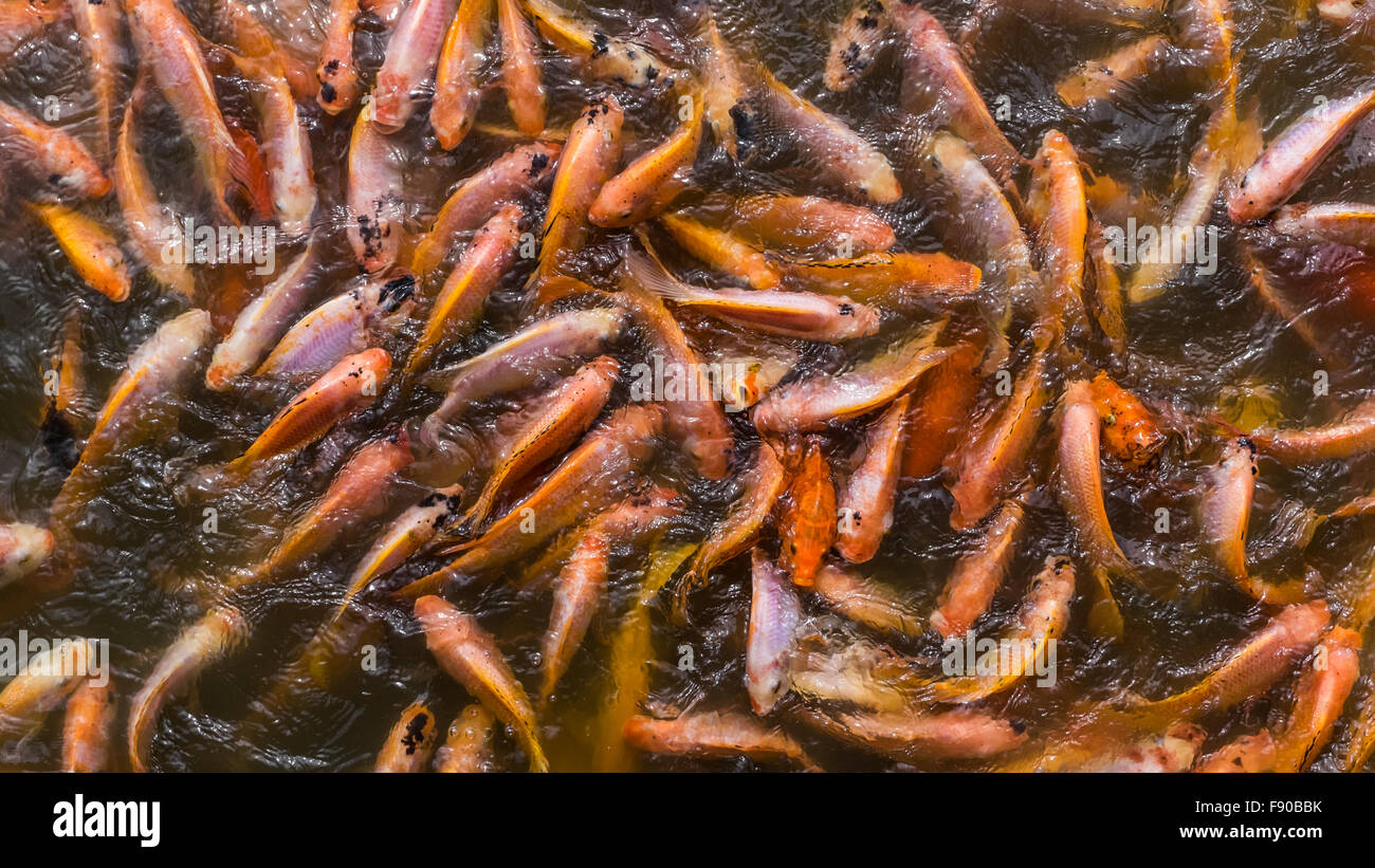 Feeding Nile tilapia in pond Stock Photo - Alamy