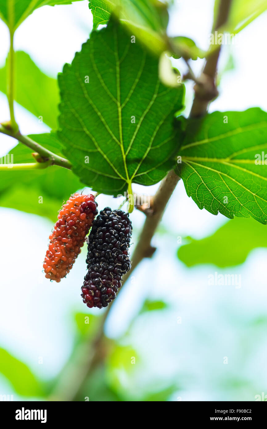 Red mulberry tree hi-res stock photography and images - Alamy