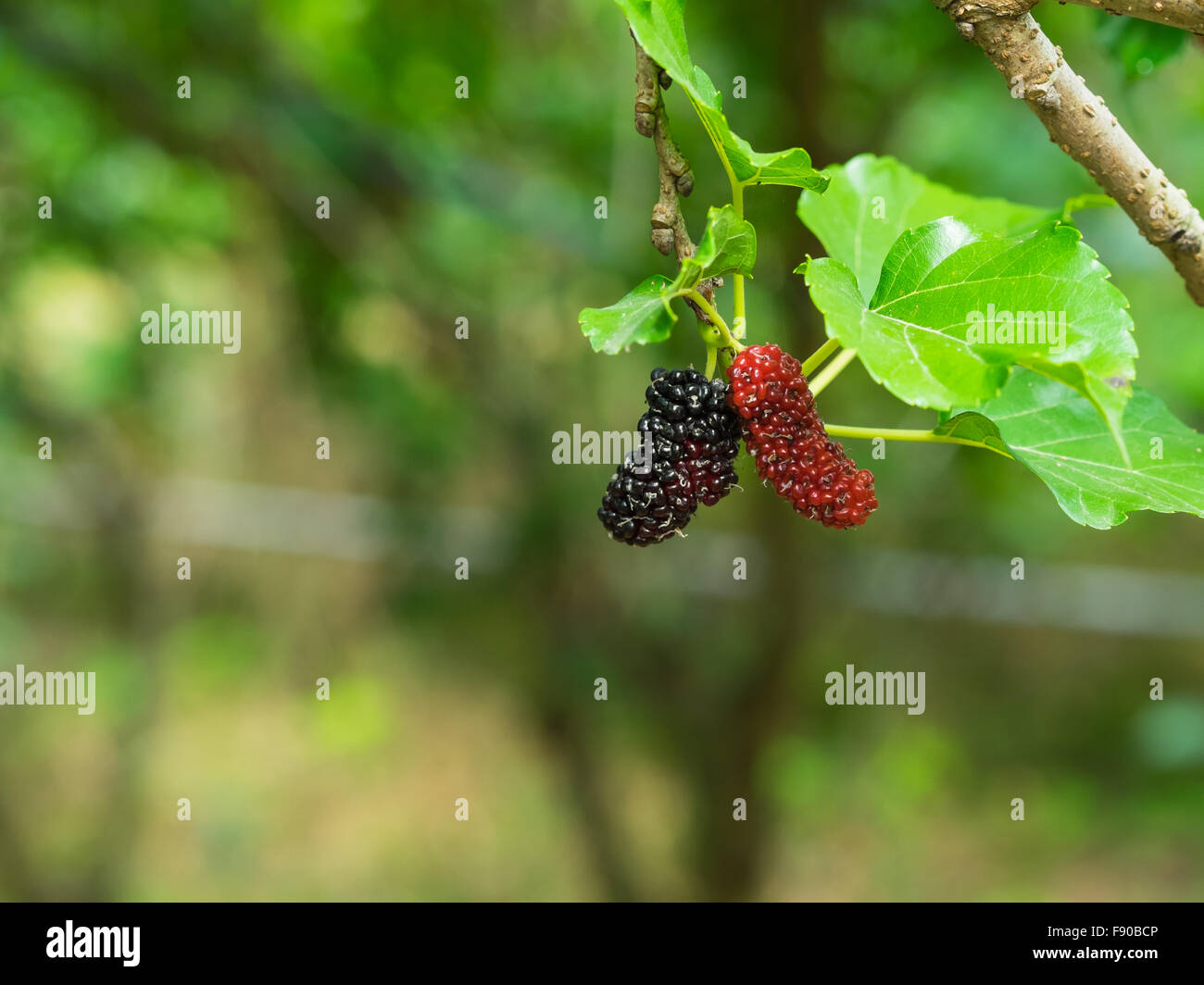 Red mulberry tree hi-res stock photography and images - Alamy