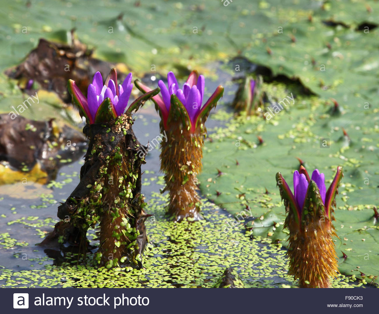 Euryale Ferox Stock Photos & Euryale Ferox Stock Images - Alamy