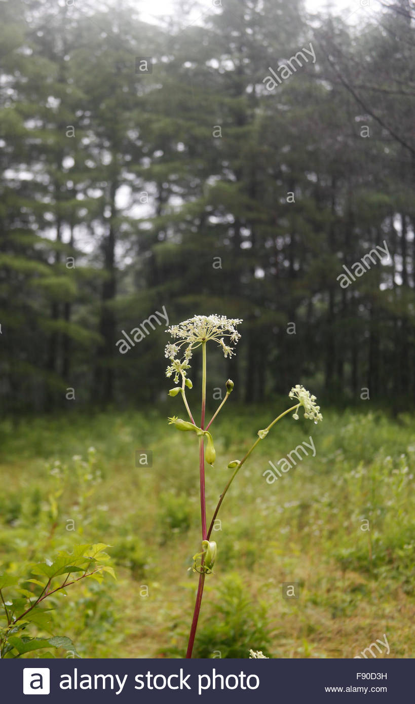 Angelica Plant Stock Photos & Angelica Plant Stock Images - Alamy