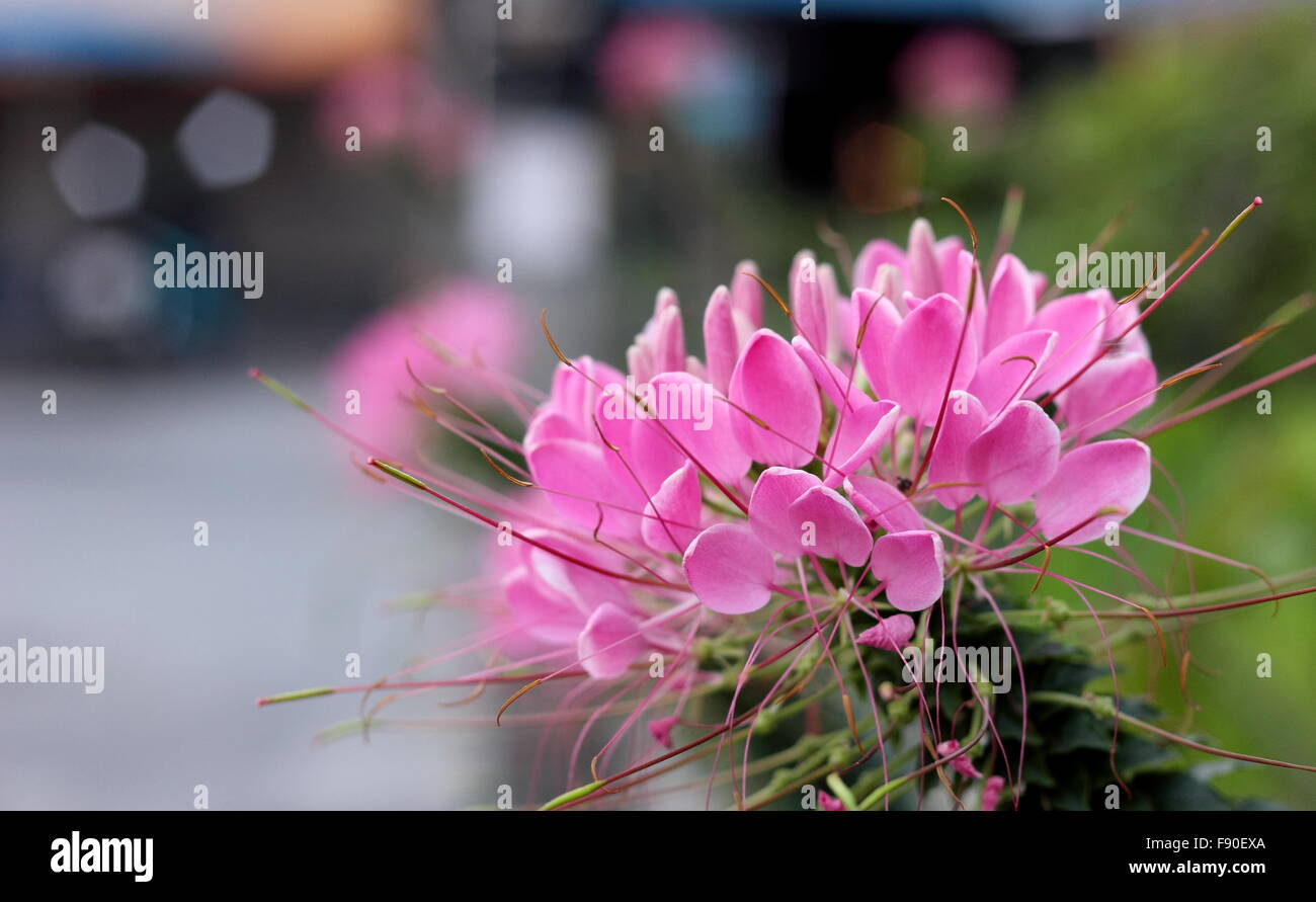 Pink spiny spiderflower hi-res stock photography and images - Alamy