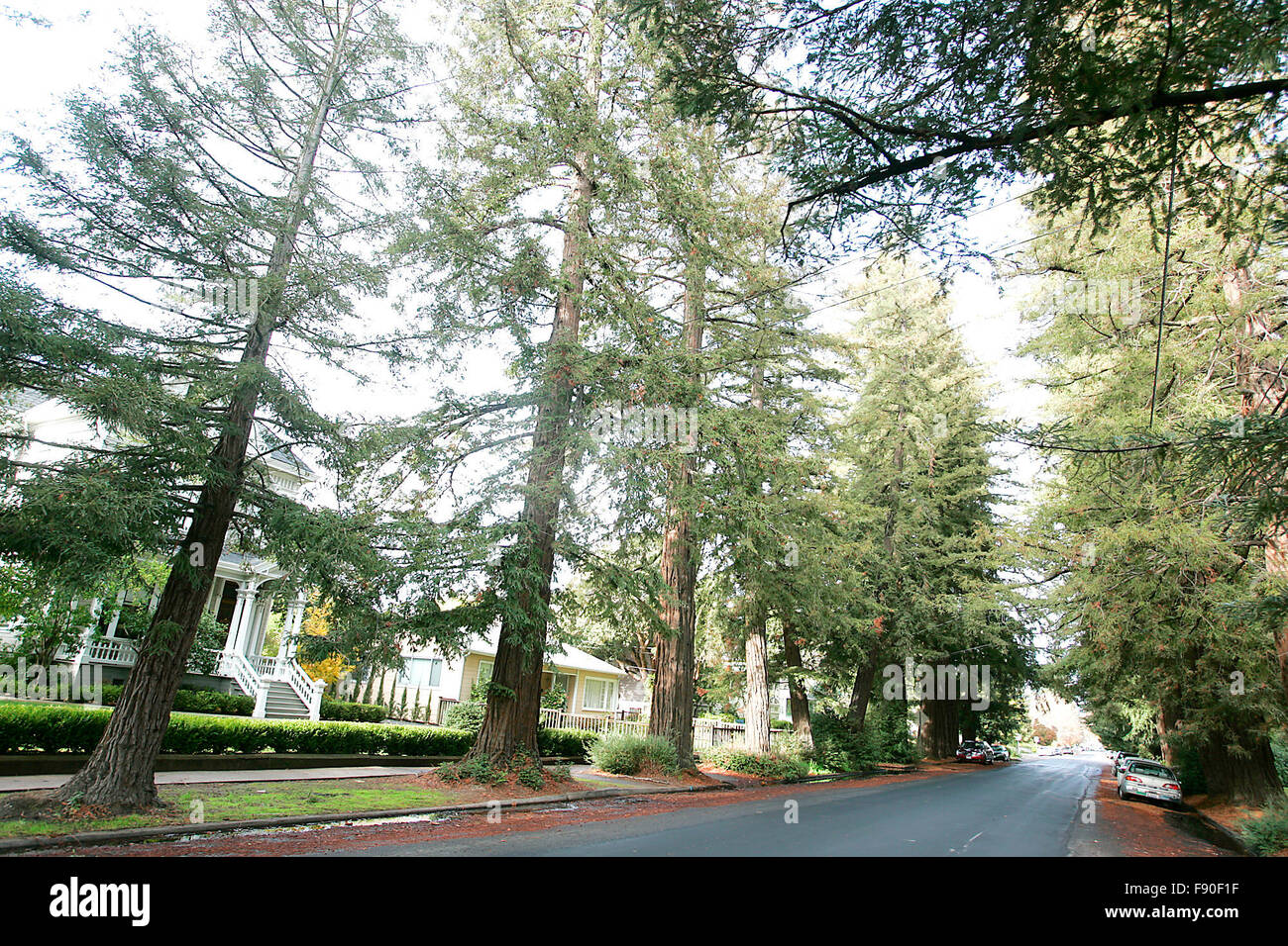 Napa, CA, USA. 7th Dec, 2015. Redwood trees line Franklin Street in the ...