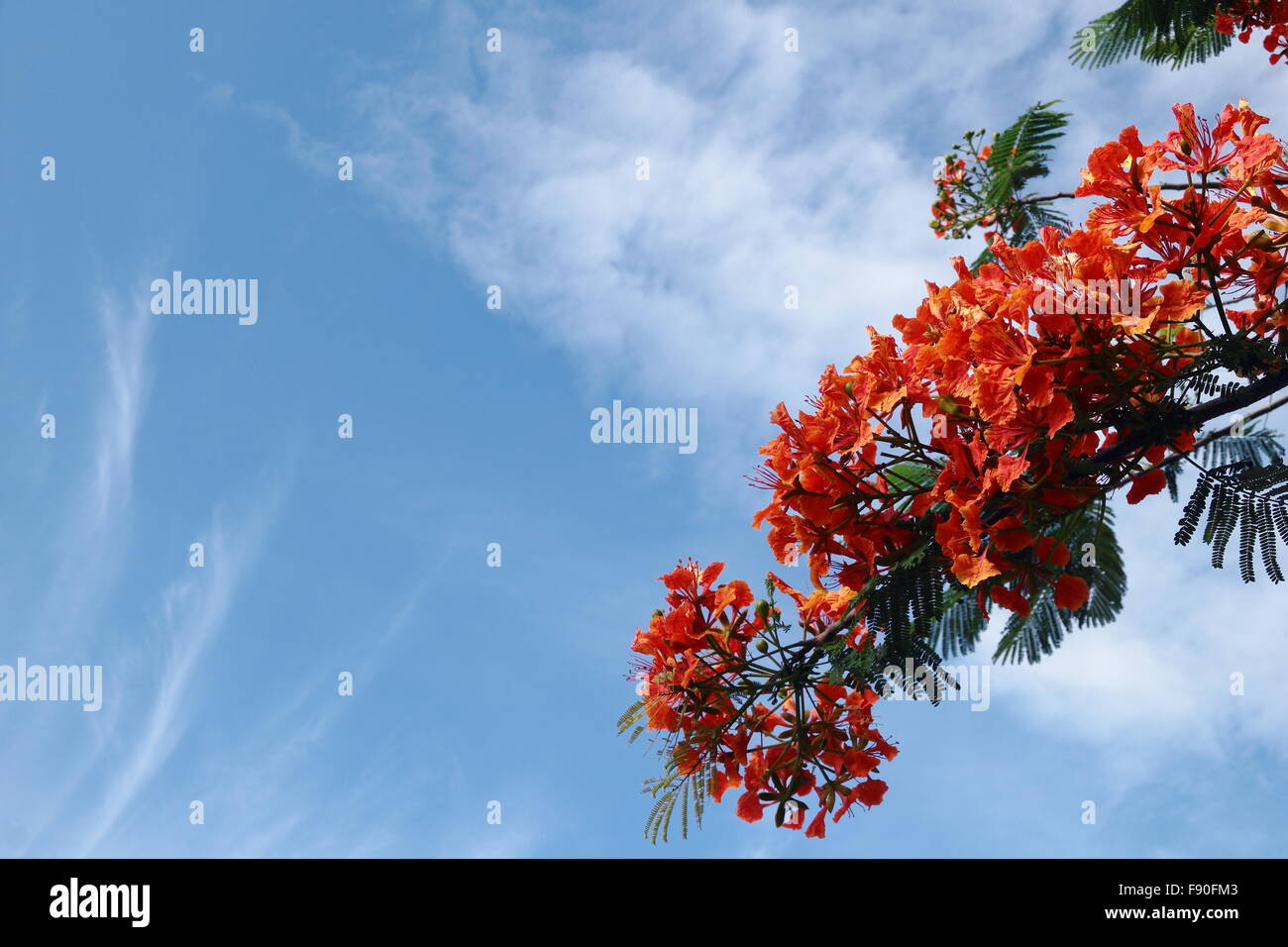 Mexican flame bush hi-res stock photography and images - Alamy