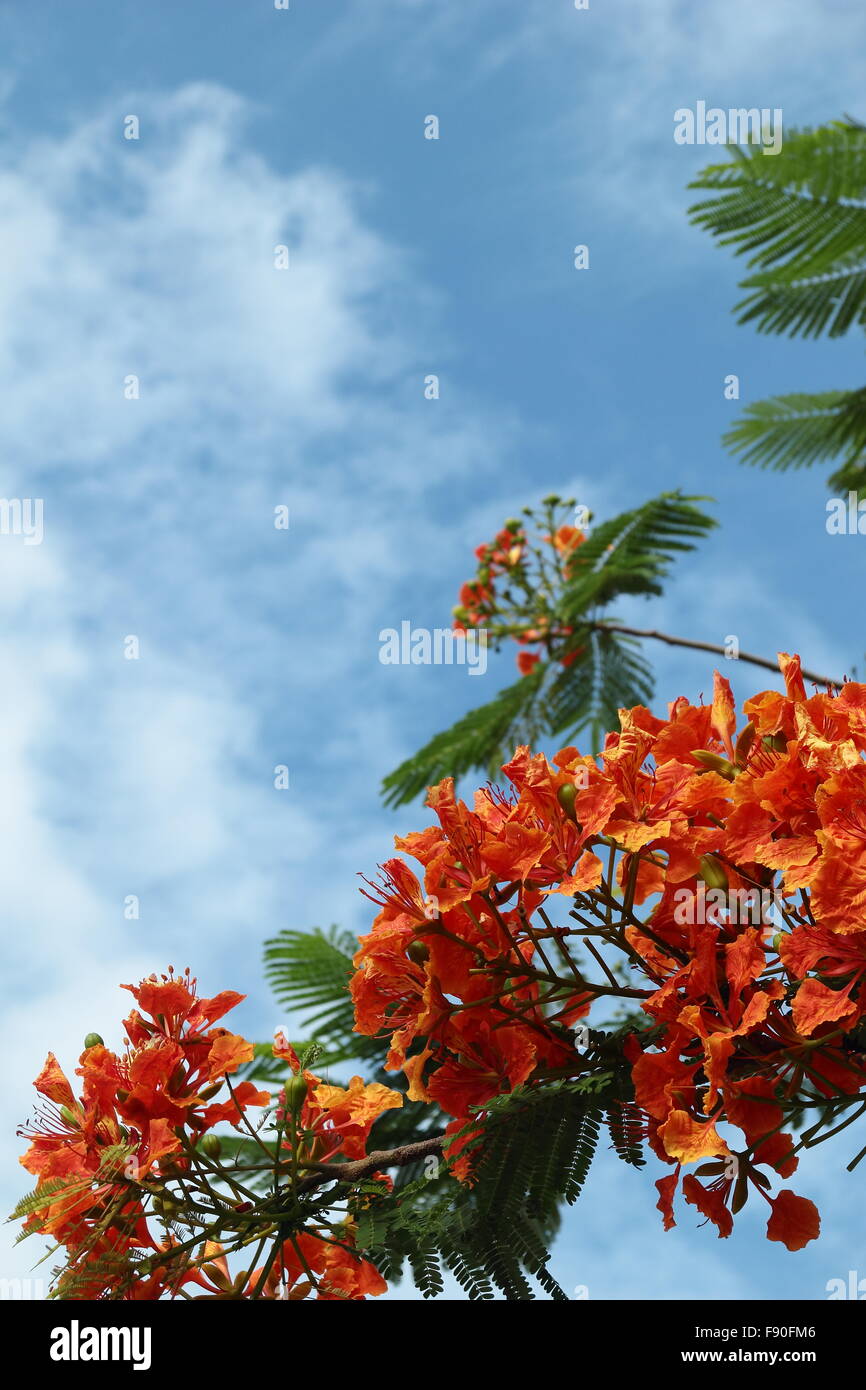 Beautiful flowers planted ornamental trees Stock Photo - Alamy