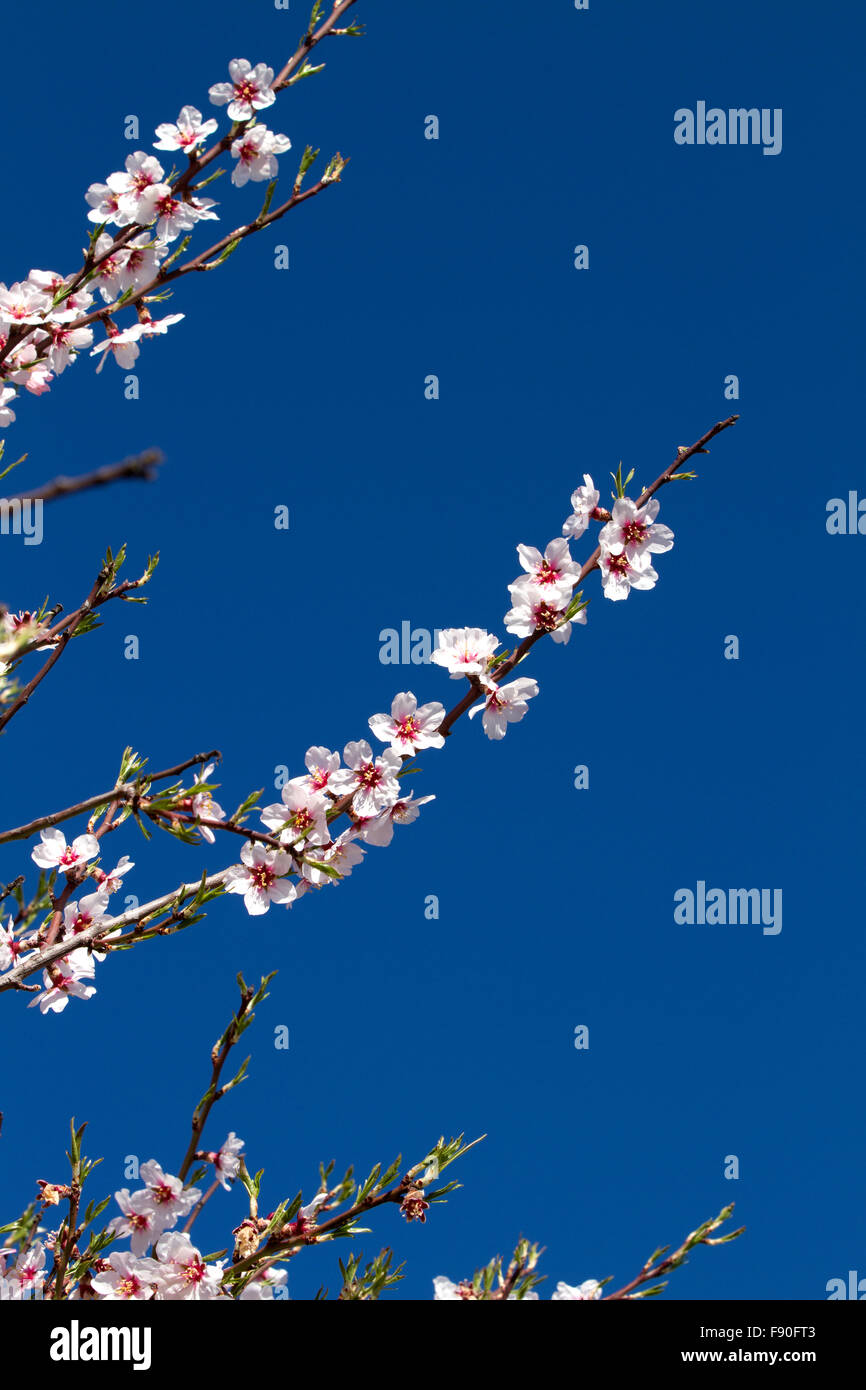 Beautiful branches blossoming japanese hi-res stock photography and ...